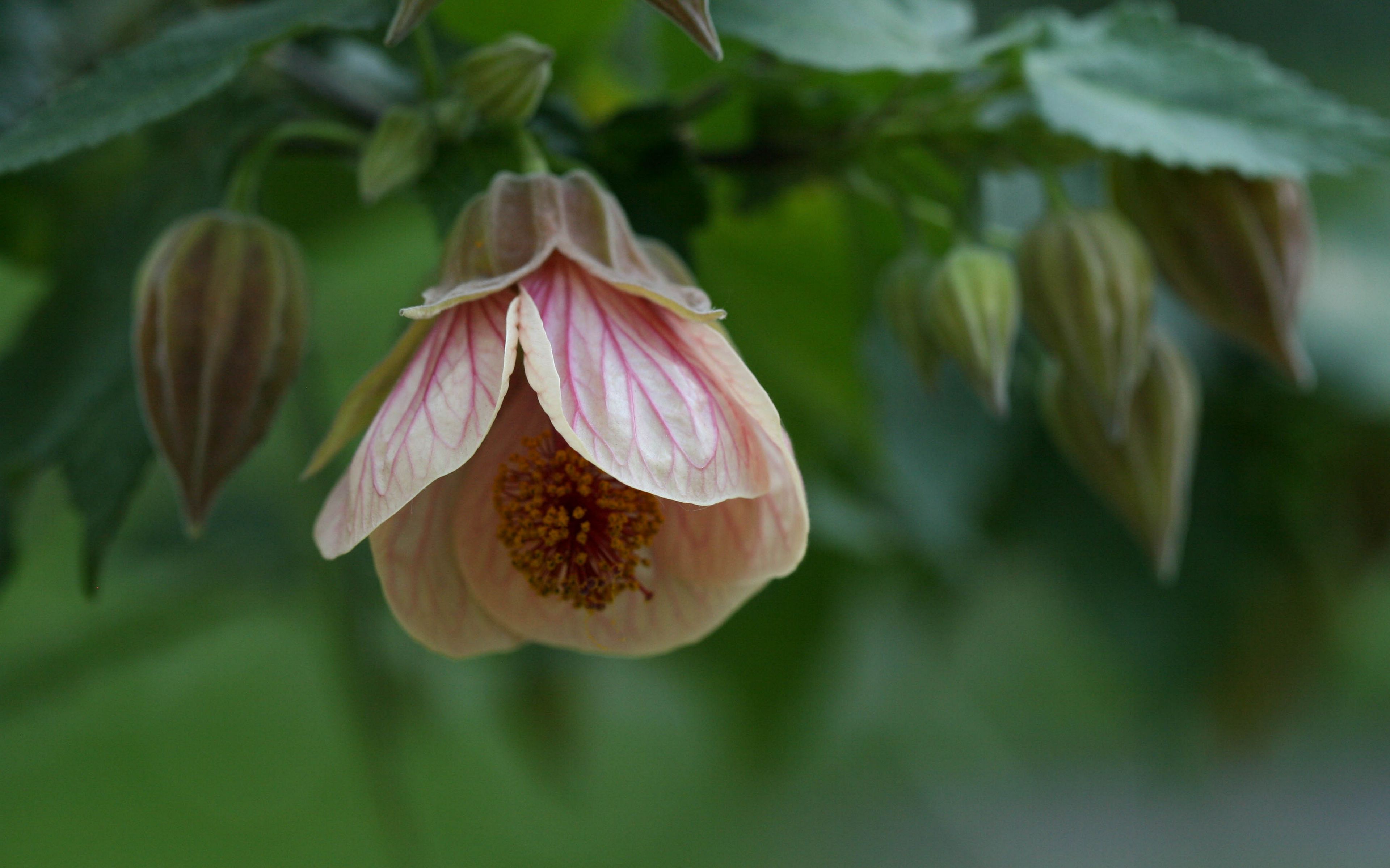 Download wallpaper 3840x2400 abutilon, flower, bud, macro, pink 4k ...