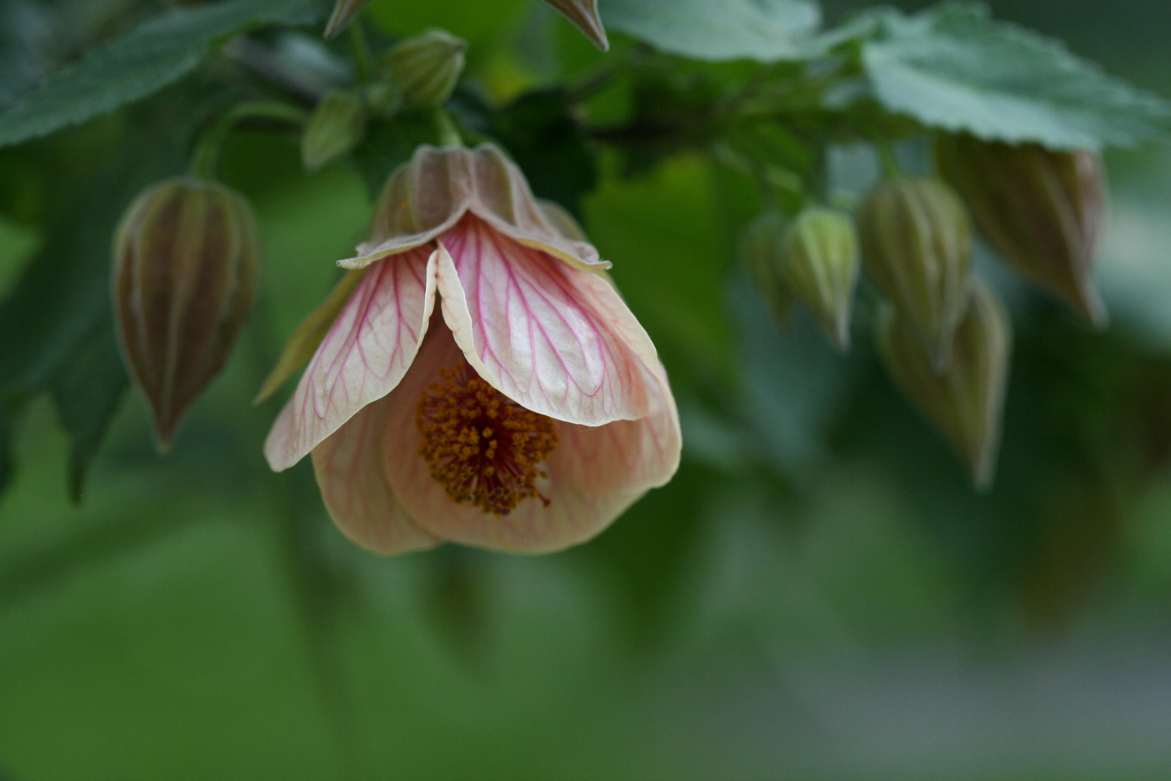 Download wallpaper 3888x2592 abutilon, flower, bud, macro, pink hd ...