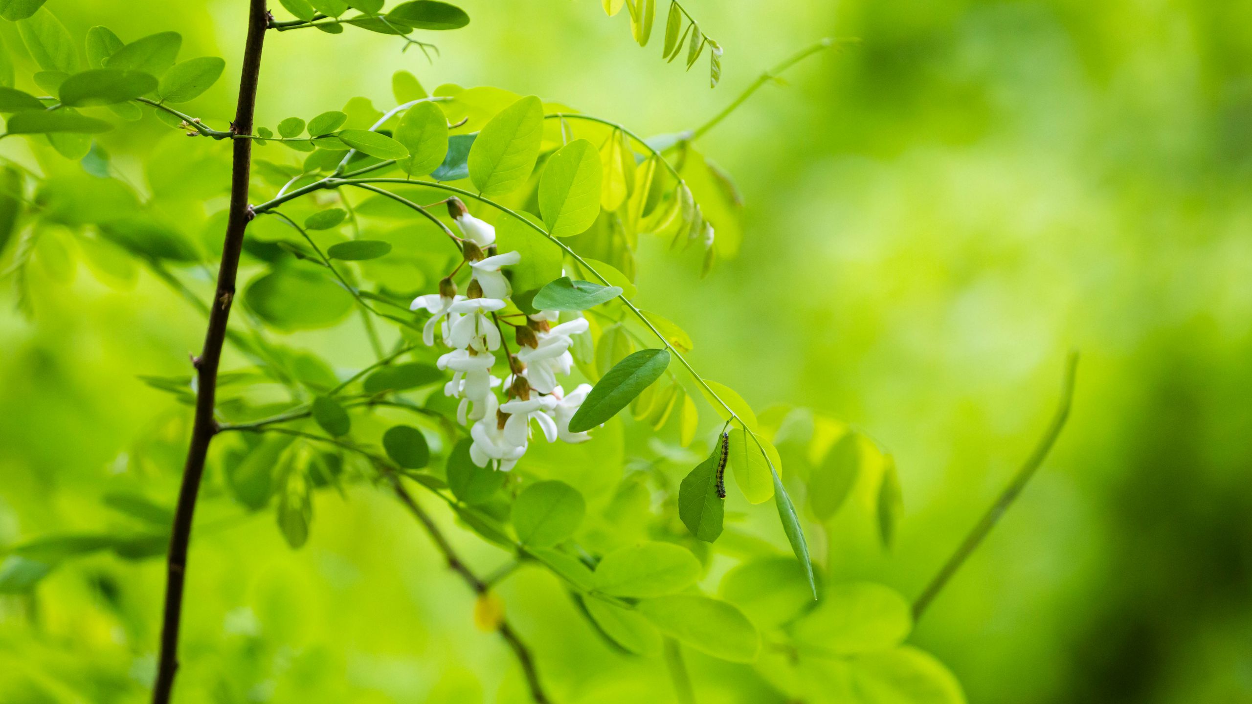 Download wallpaper 2560x1440 acacia, flowers, leaves, branch, macro ...