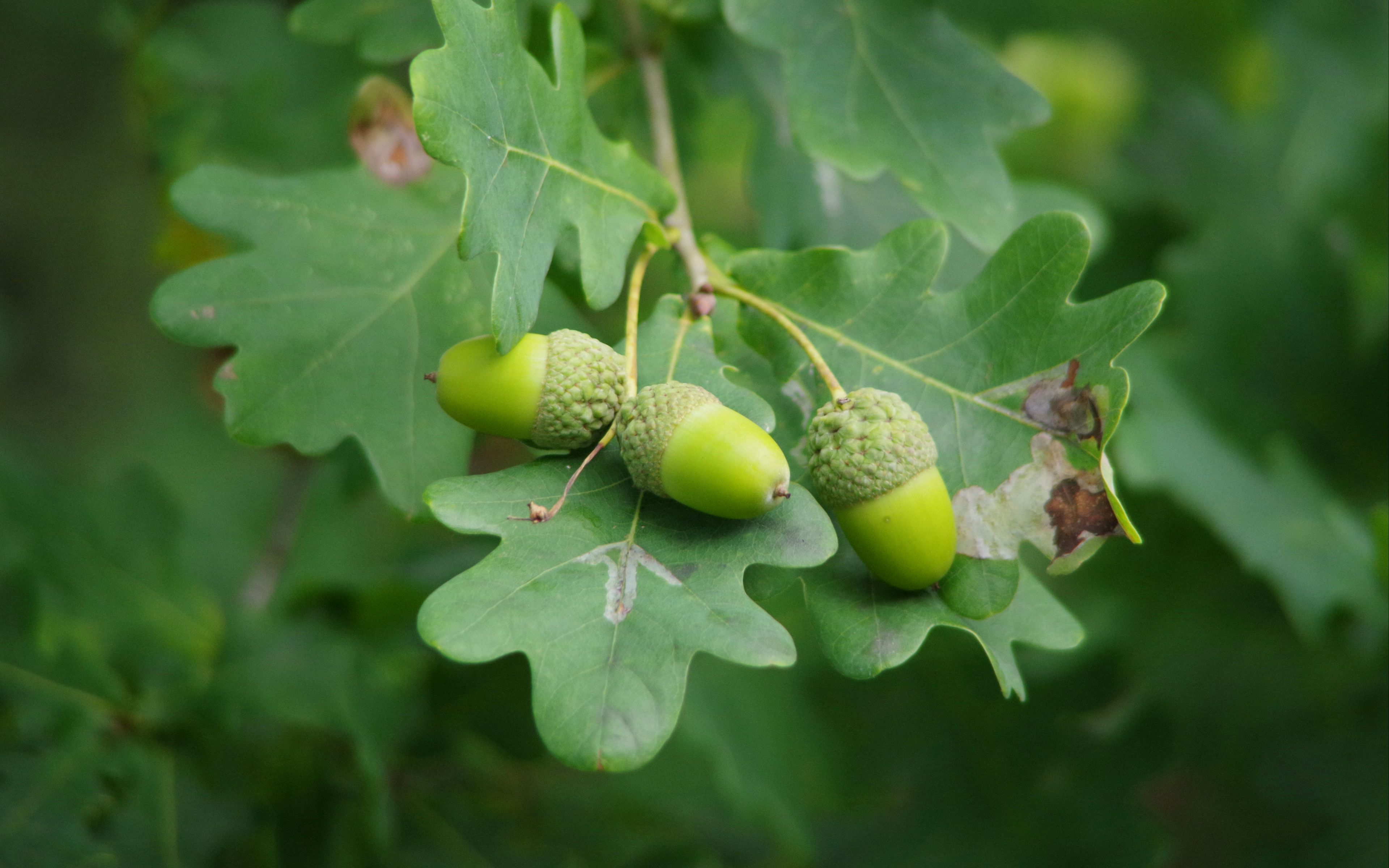 Download wallpaper 3840x2400 acorns, leaves, branch, green, macro 4k ...