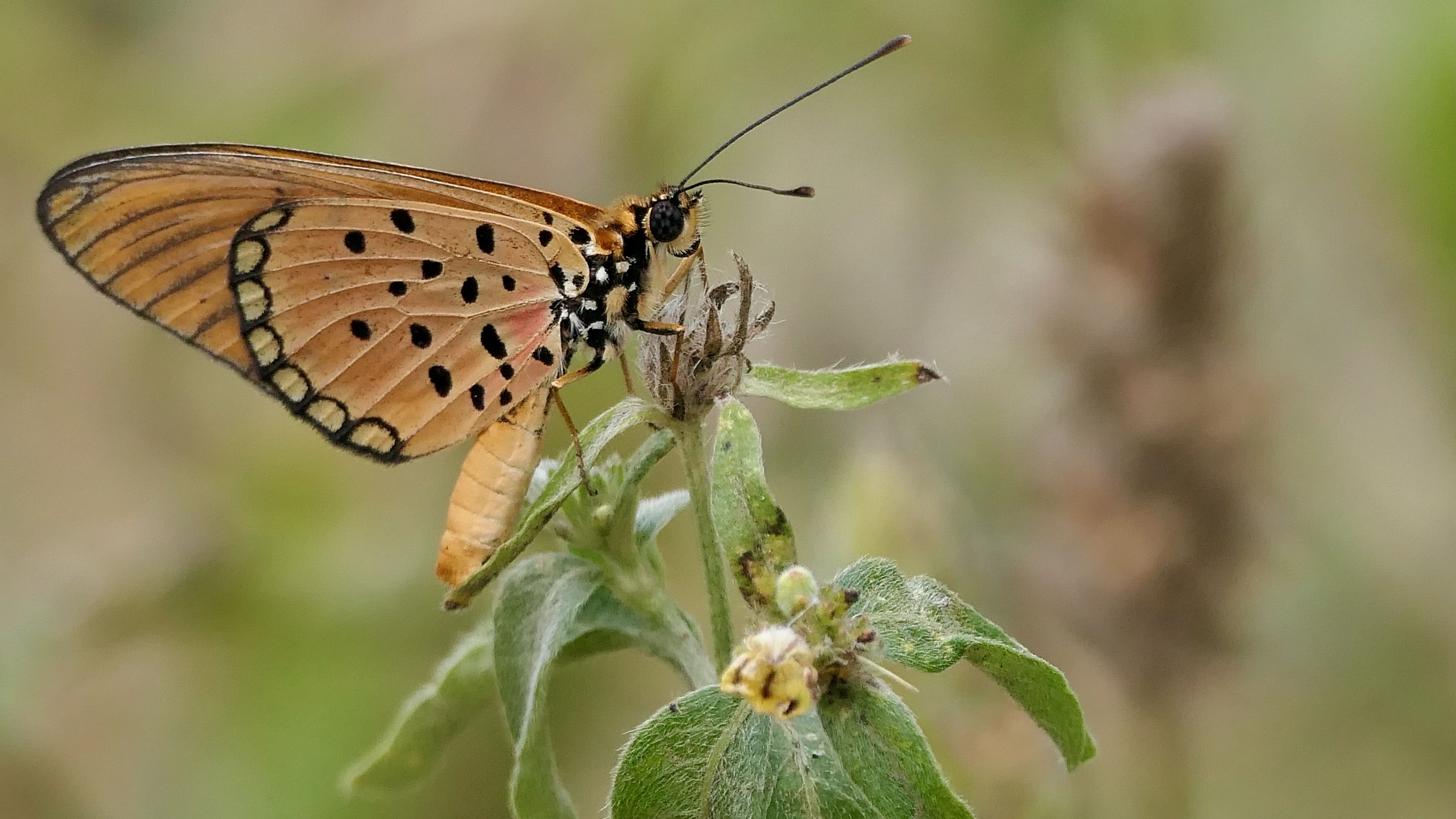 Download wallpaper 3840x2160 acraea, butterfly, plant, macro 4k uhd 16: ...