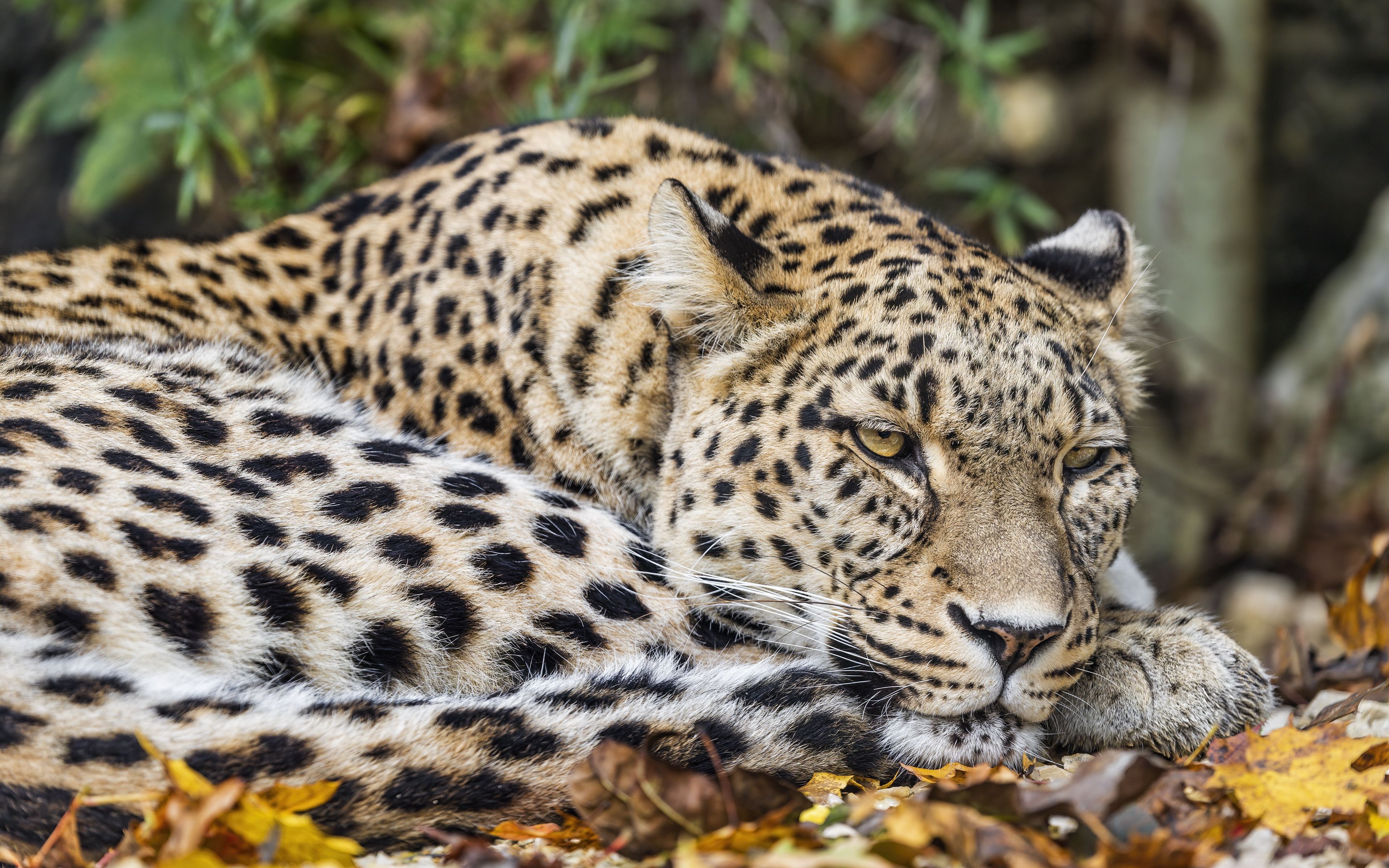 Download wallpaper 3840x2400 african leopard, leopard, big cat, leaves ...