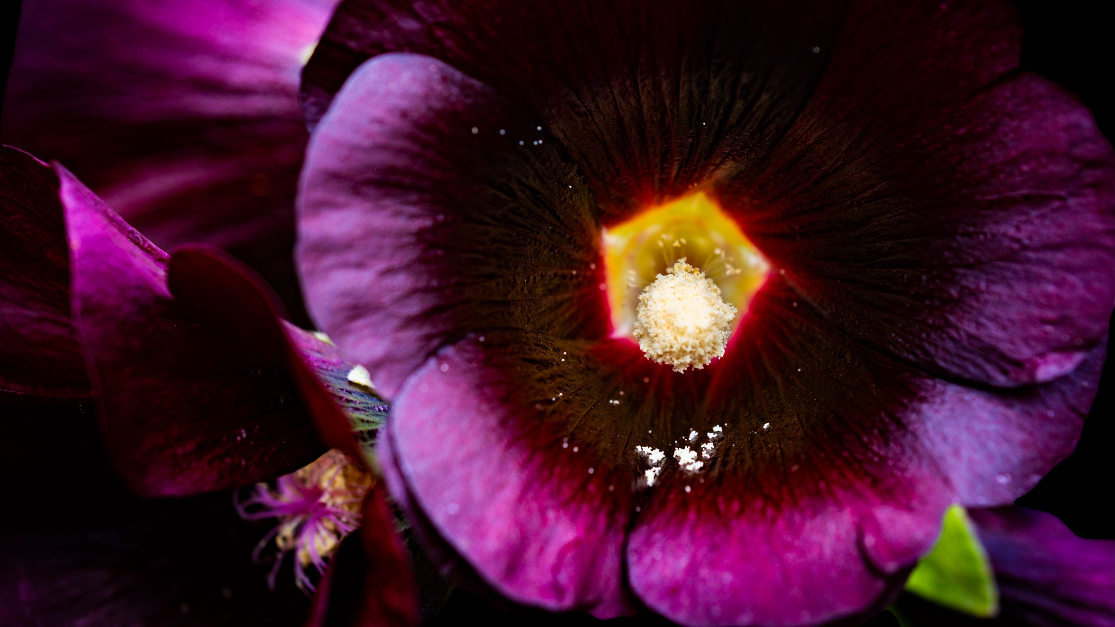Download wallpaper 3840x2160 alcea rosea, flower, macro, pollen, purple ...