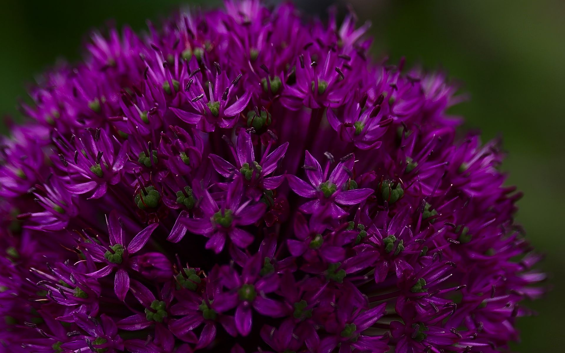 Download wallpaper 1920x1200 allium aflatunum, flowers, inflorescence ...