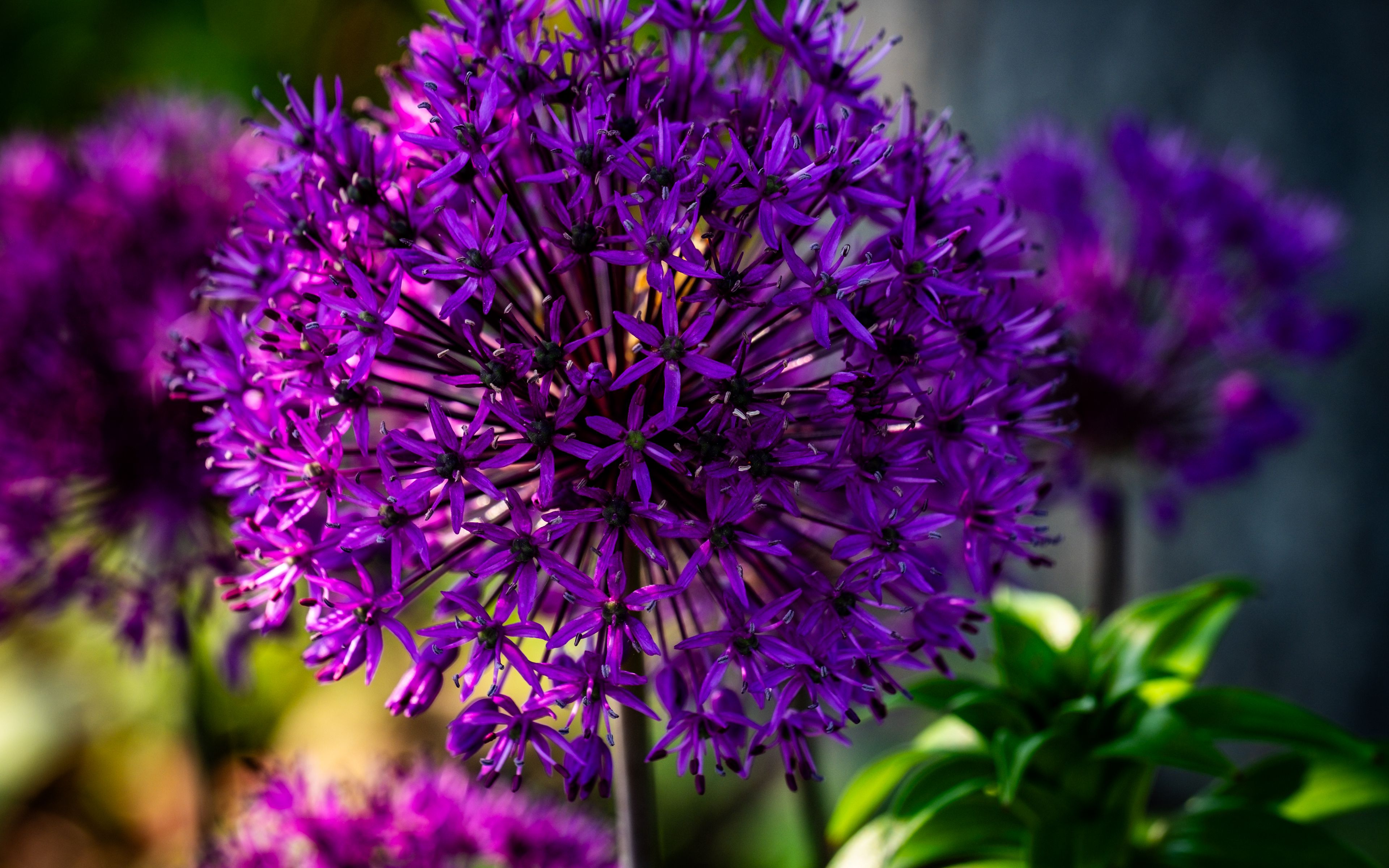 Download wallpaper 3840x2400 allium, flowers, plants, petals, violet 4k ultra hd 16:10 hd background