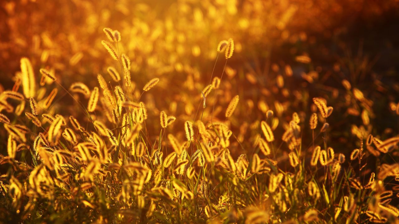 Download wallpaper 1280x720 alopecurus, grass, glow hd, hdv, 720p hd ...
