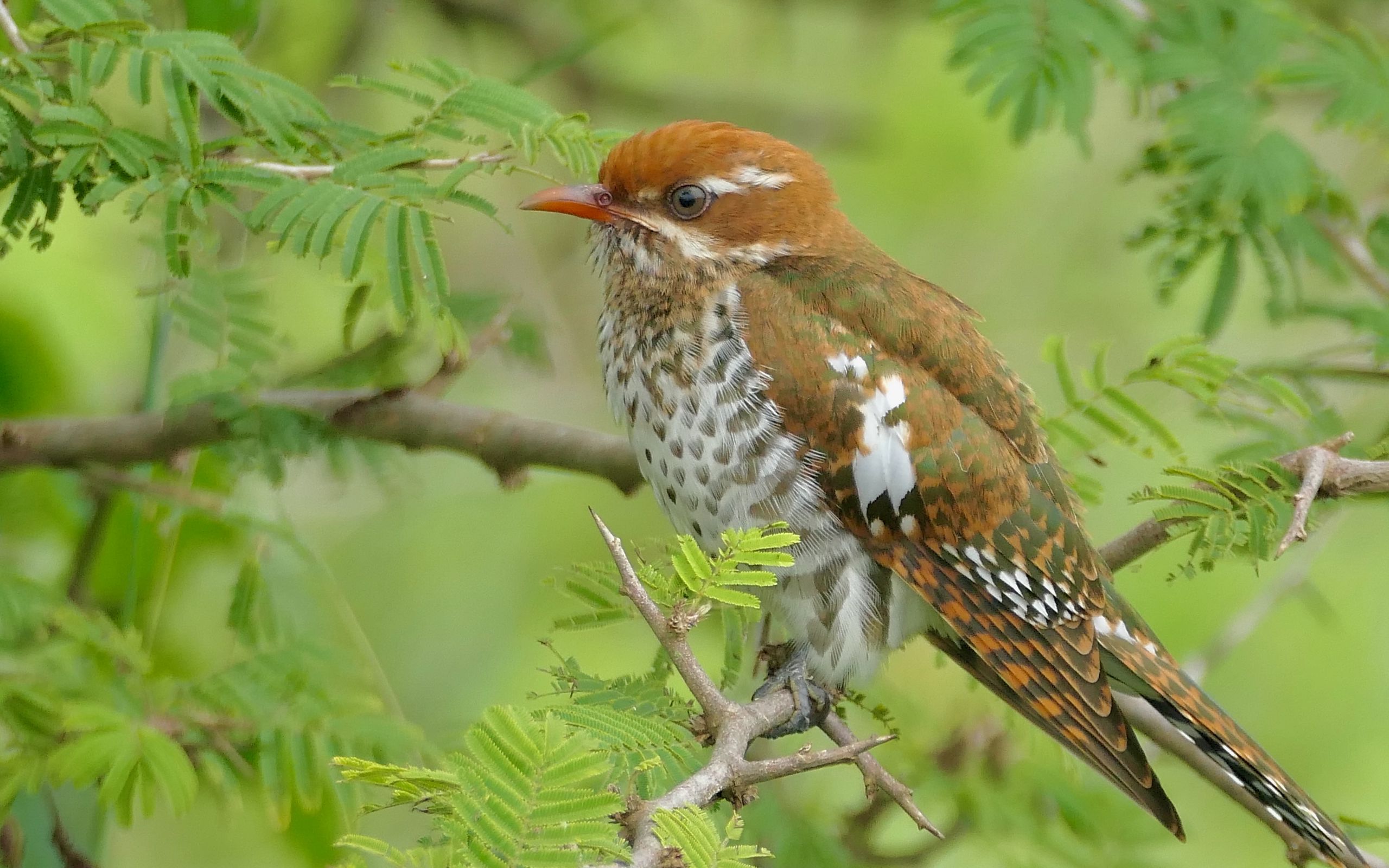 Download wallpaper 2560x1600 amadina, branches, trees, leaves, bird ...