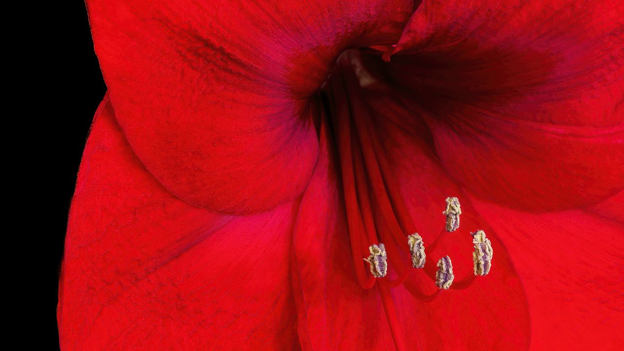 Wallpaper amaryllis, flower, pollen, macro, red hd, picture, image