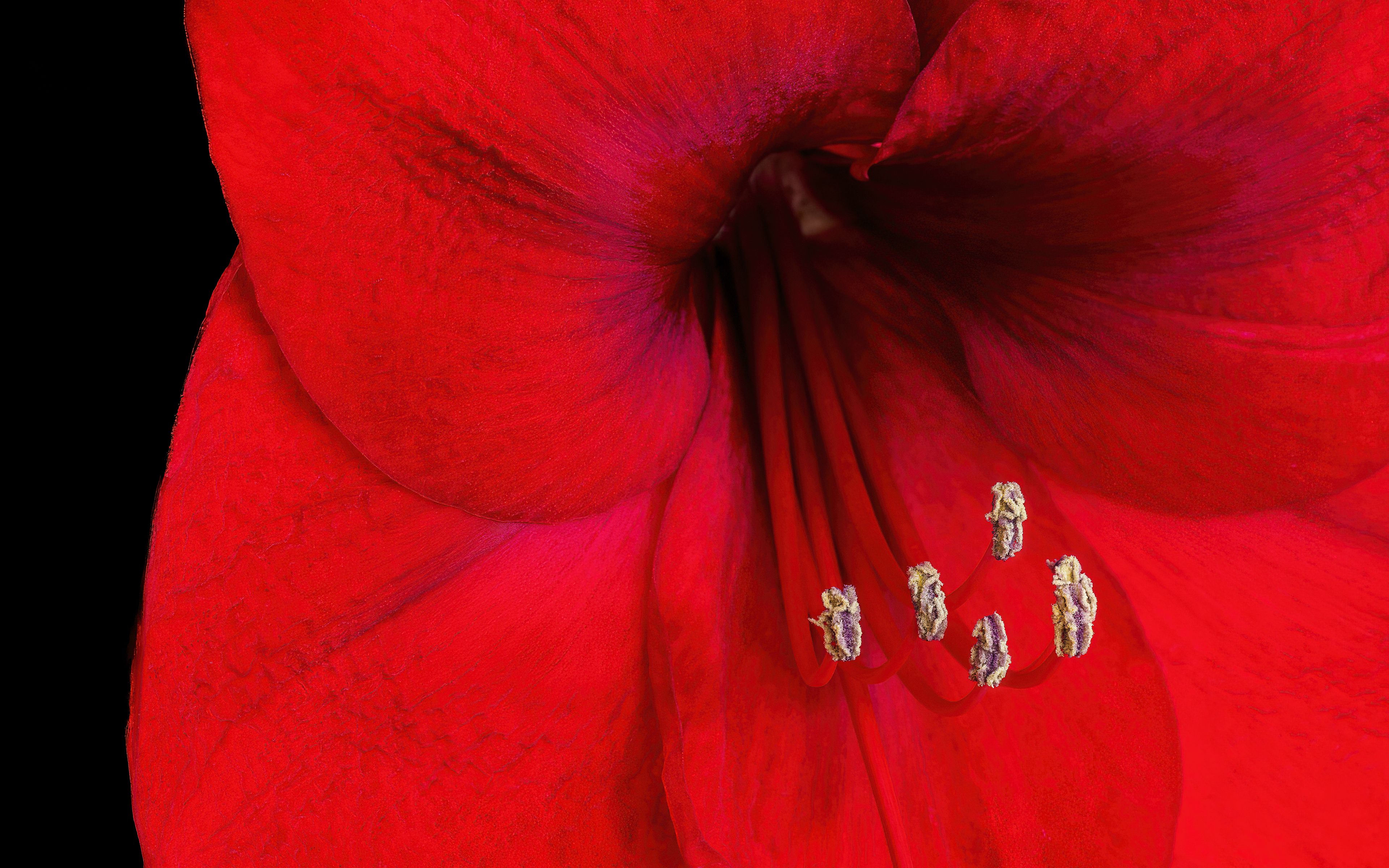 Download wallpaper 3840x2400 amaryllis, flower, pollen, macro, red 4k ...