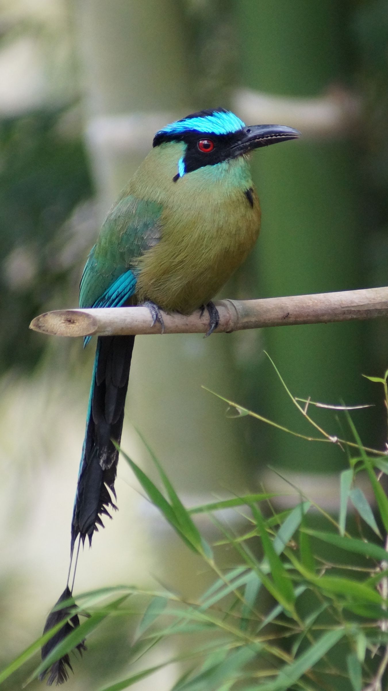 Download wallpaper 1350x2400 amazonian motmot, bird, color, branch ...