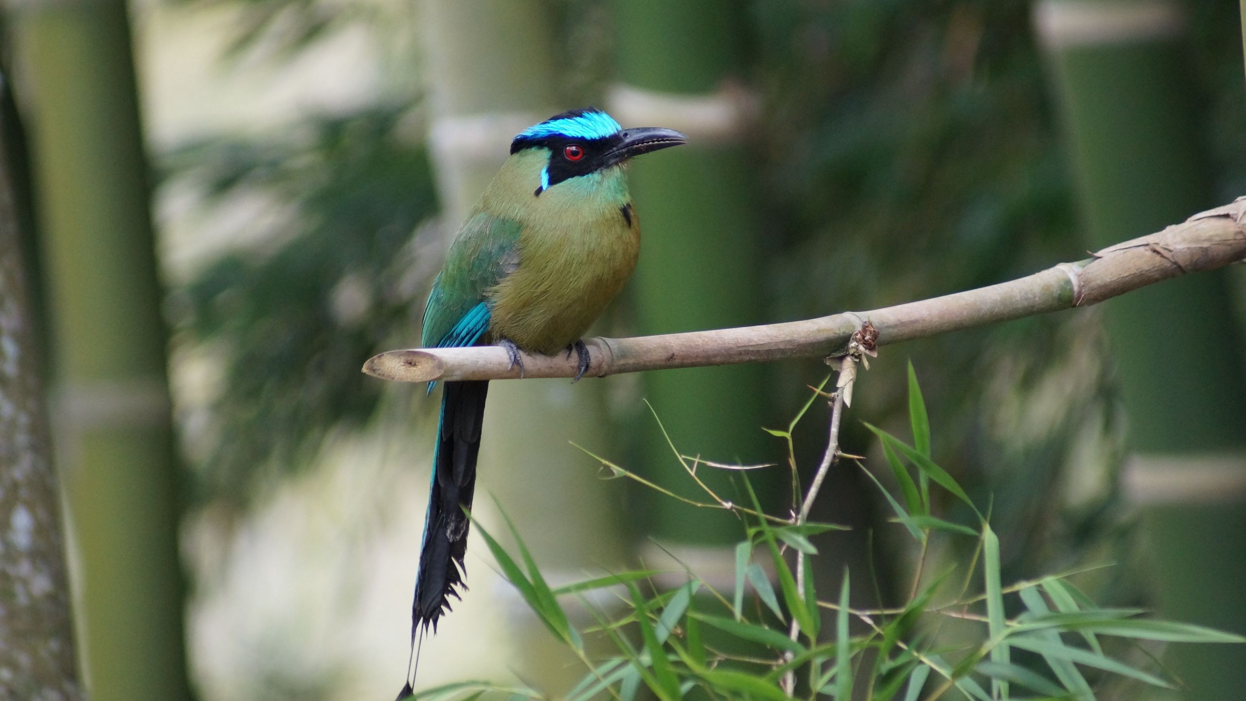 Download wallpaper 2560x1440 amazonian motmot, bird, color, branch ...