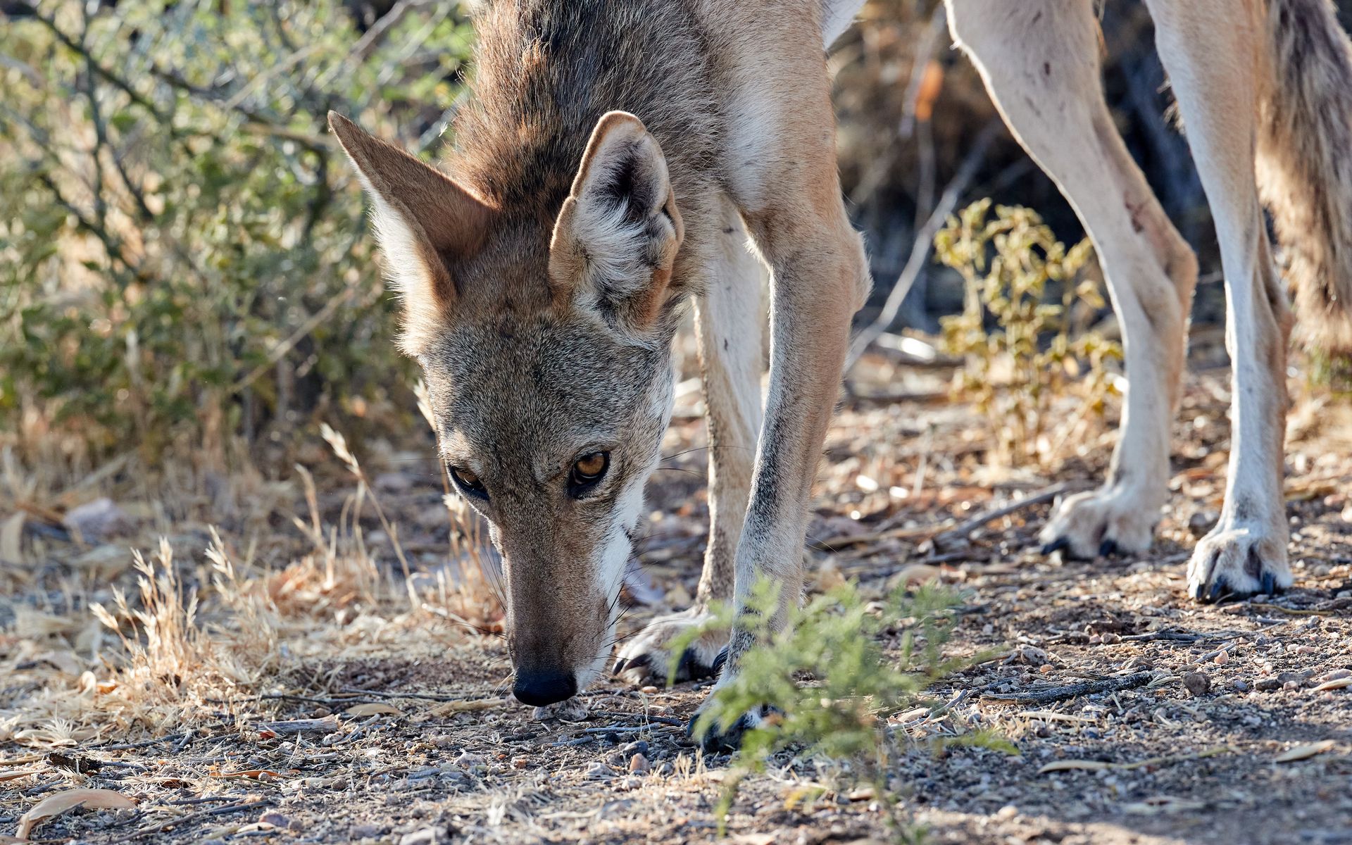 Download wallpaper 1920x1200 american ox, fox, predator, animal ...