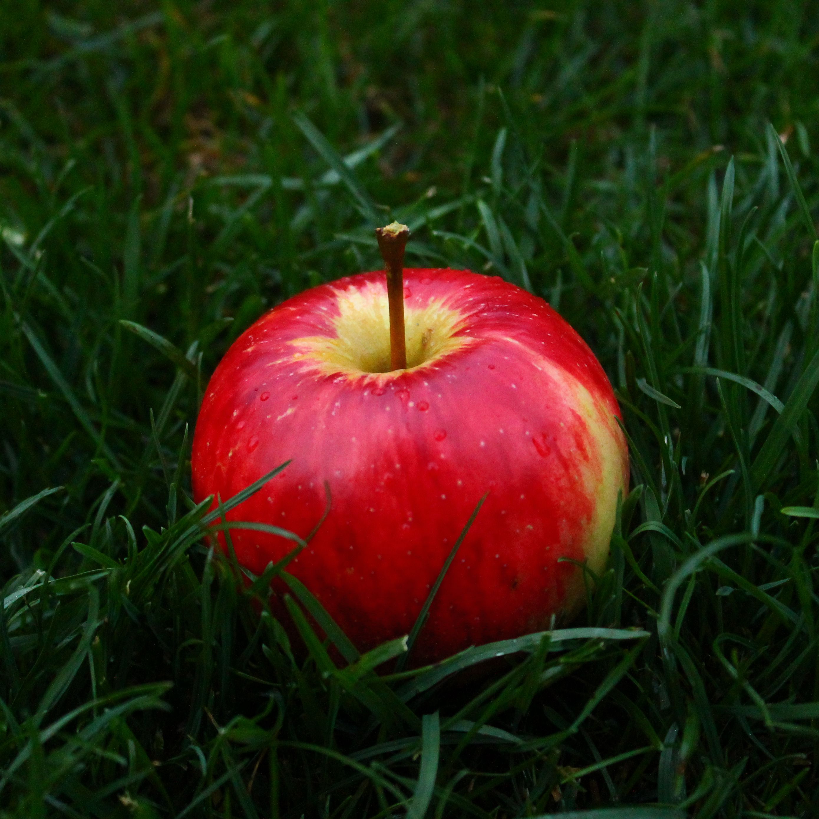Download wallpaper 2780x2780 apple, fruit, grass ipad air, ipad air 2 ...
