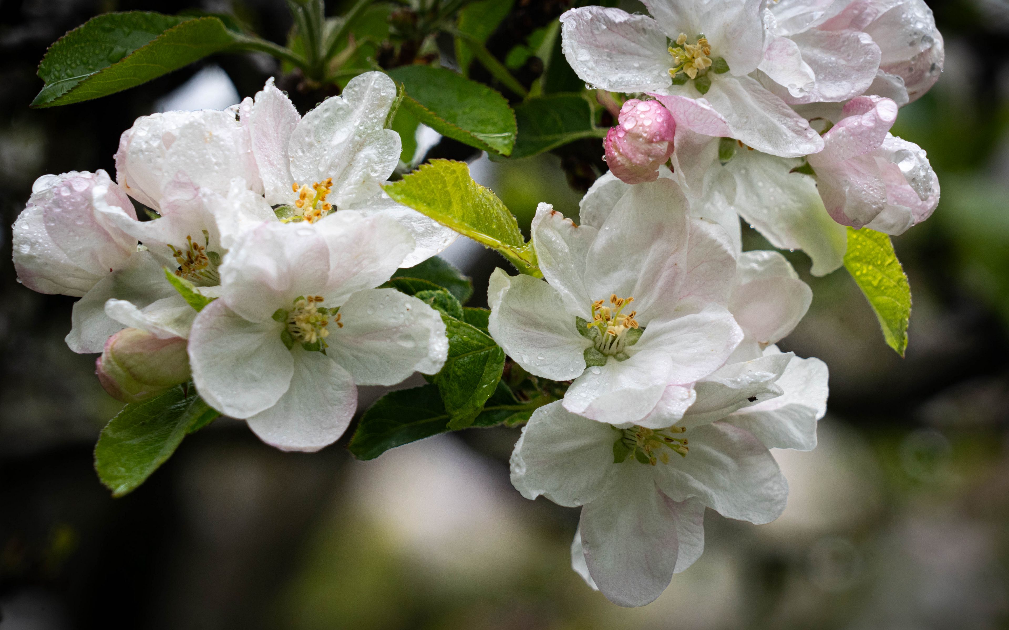 Download wallpaper 3840x2400 apple tree, flowers, drops, petals, leaves ...