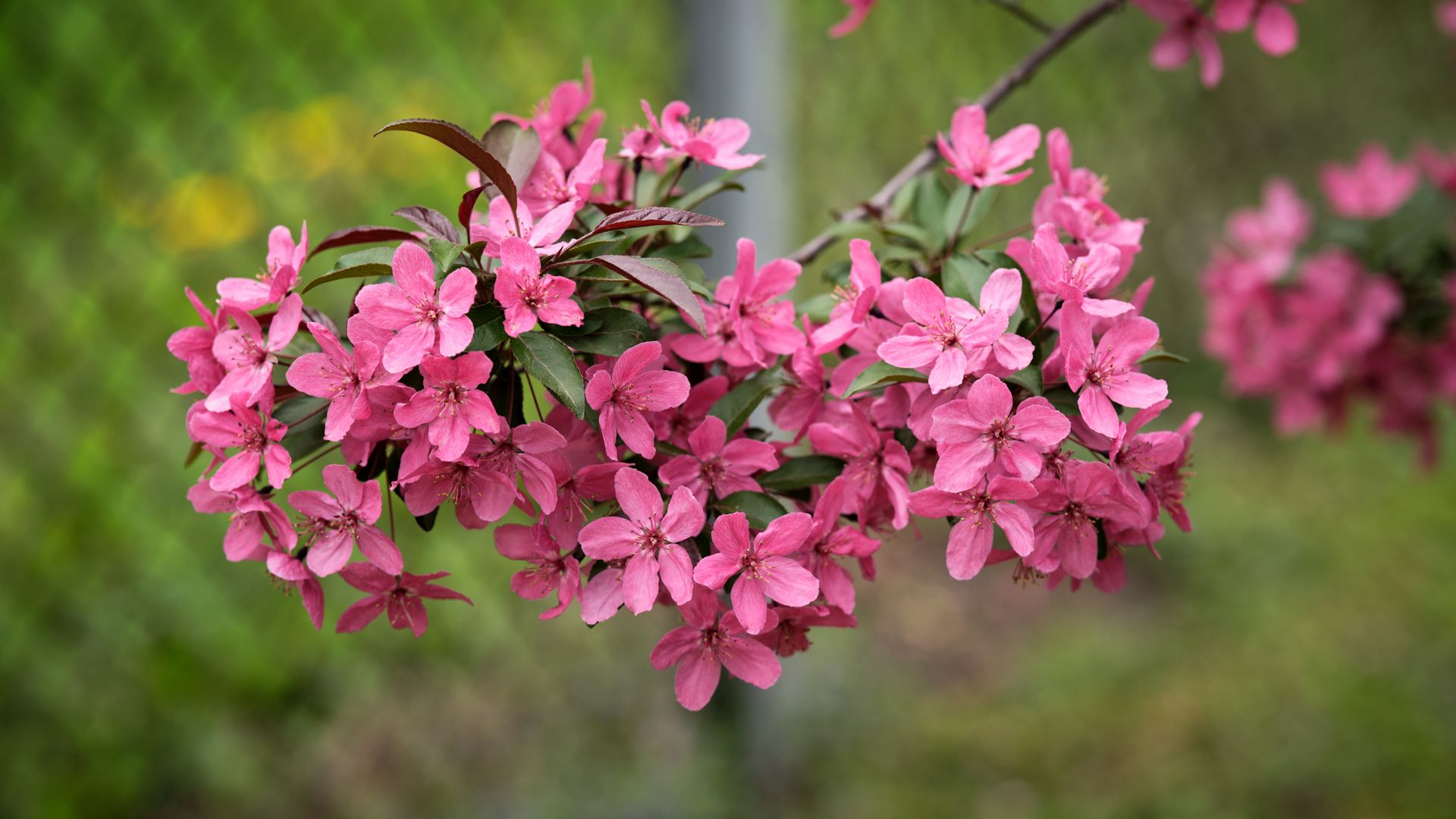 Download wallpaper 1920x1080 apple tree, flowers, petals, pink, spring ...