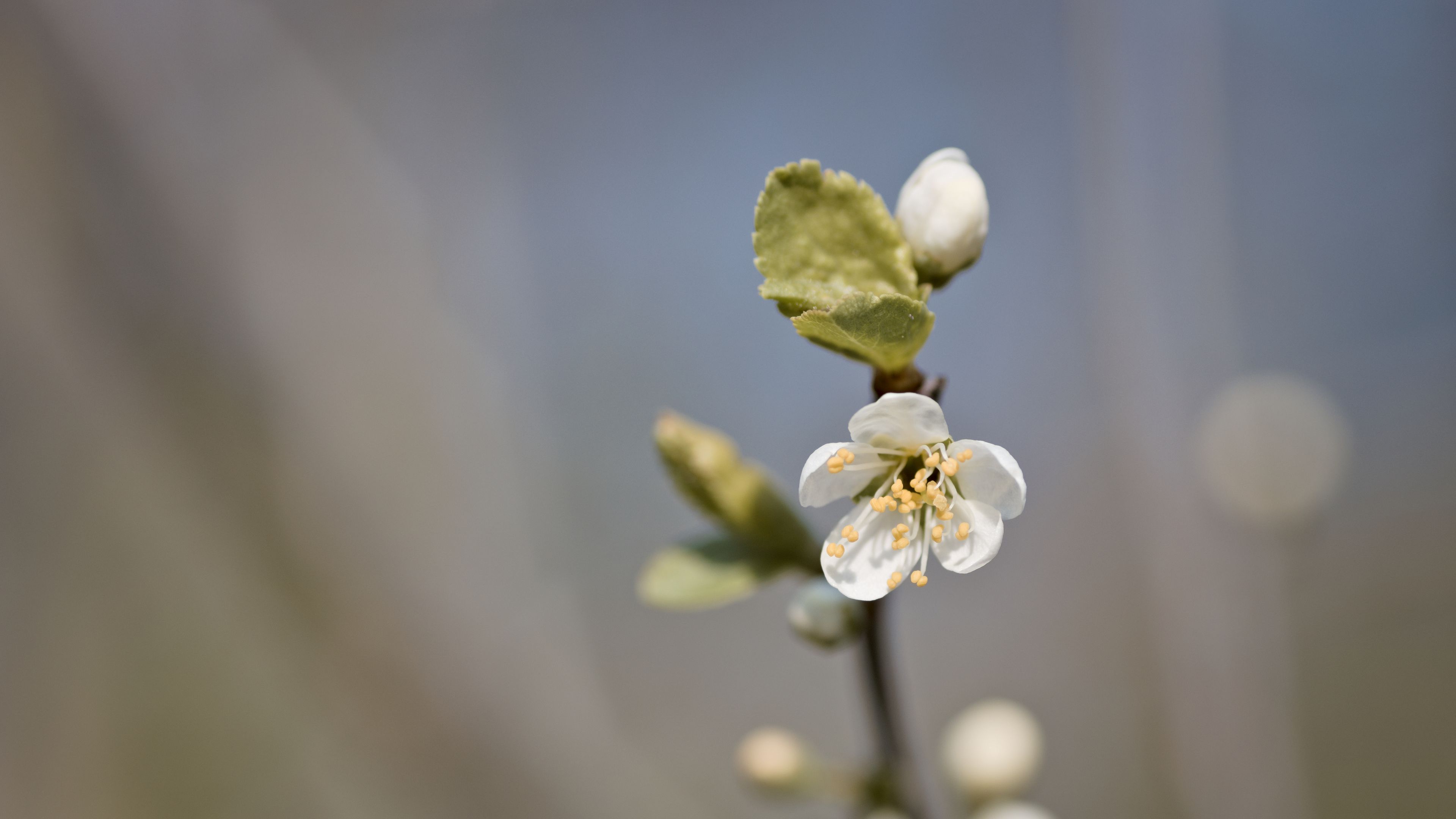 Download wallpaper 3840x2160 apricot flower, flower, apricot, petals ...