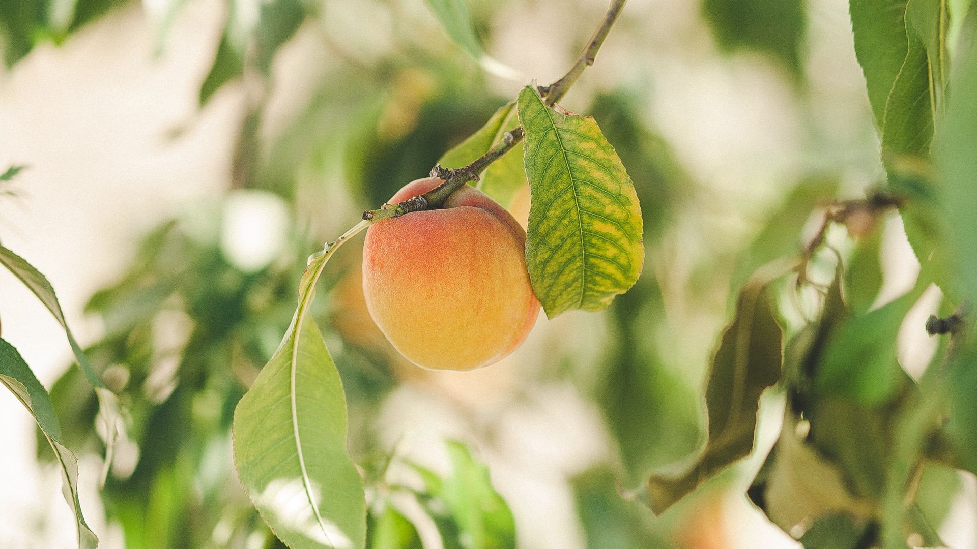 Download wallpaper 1920x1080 apricot, fruit, ripe, yellow, branches ...