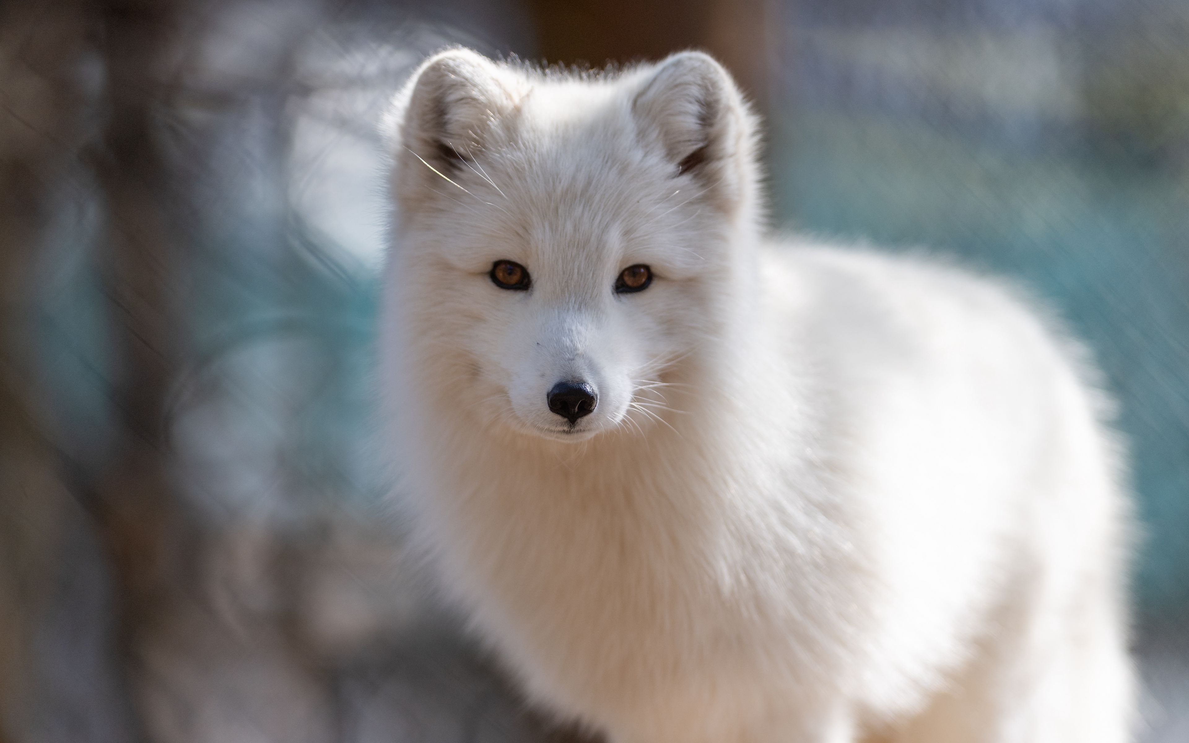 Download wallpaper 3840x2400 arctic fox, muzzle, wildlife, animal ...