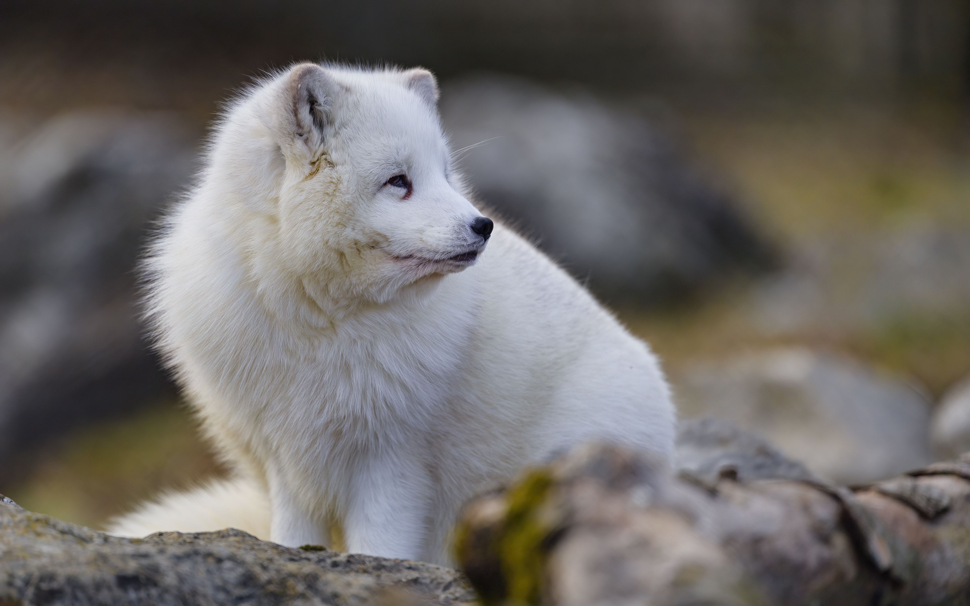 Download wallpaper 3840x2400 arctic fox, glance, animal, wildlife ...