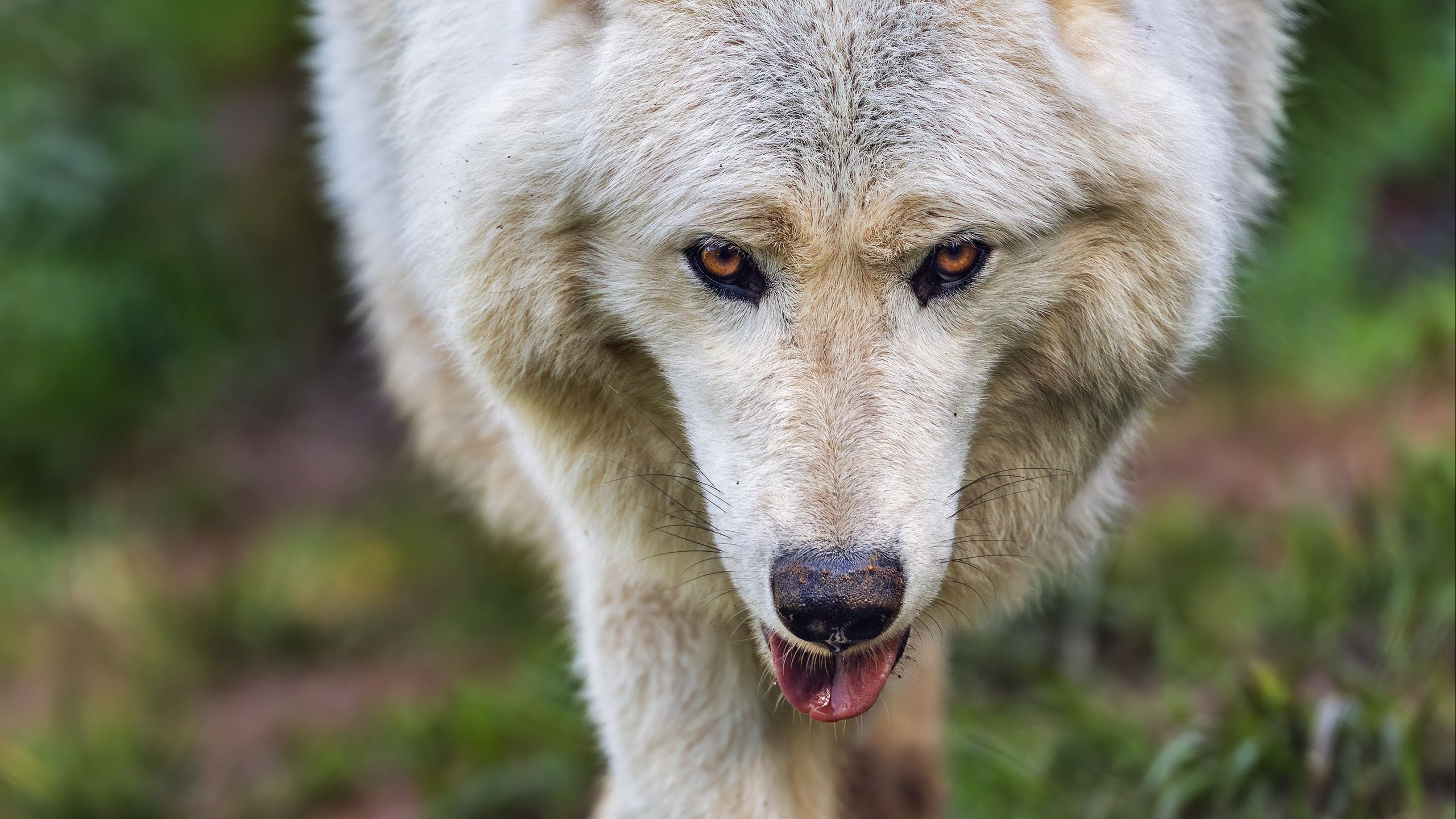 Download wallpaper 2560x1440 arctic wolf, animal, protruding tongue ...