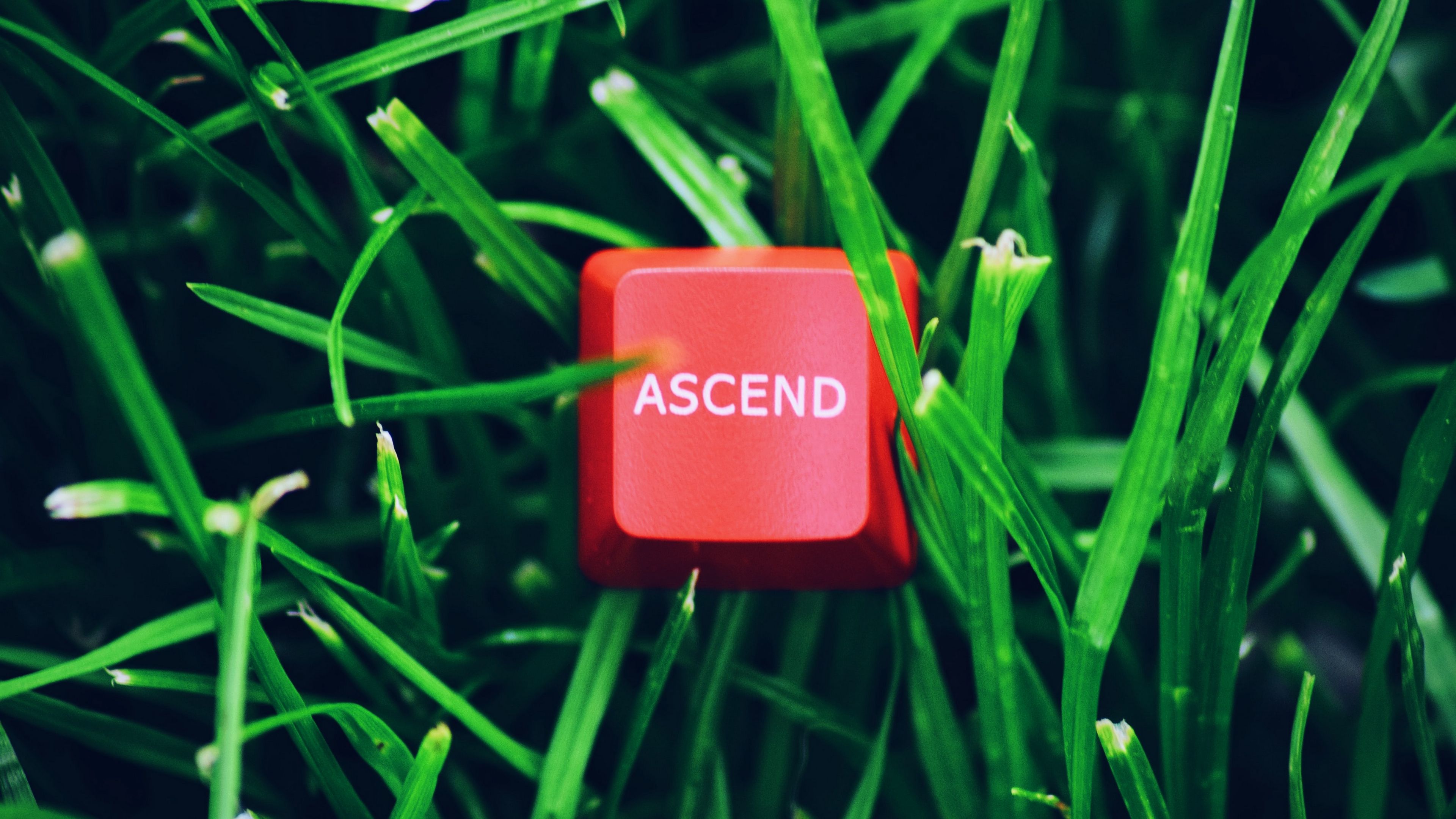 Download Wallpaper 3840x2160 Ascend Word Button Grass 4k Uhd 16 9 Hd Download Wallpaper 3840x2160 Ascend Word Button Grass 4k Uhd 16 9 Hd