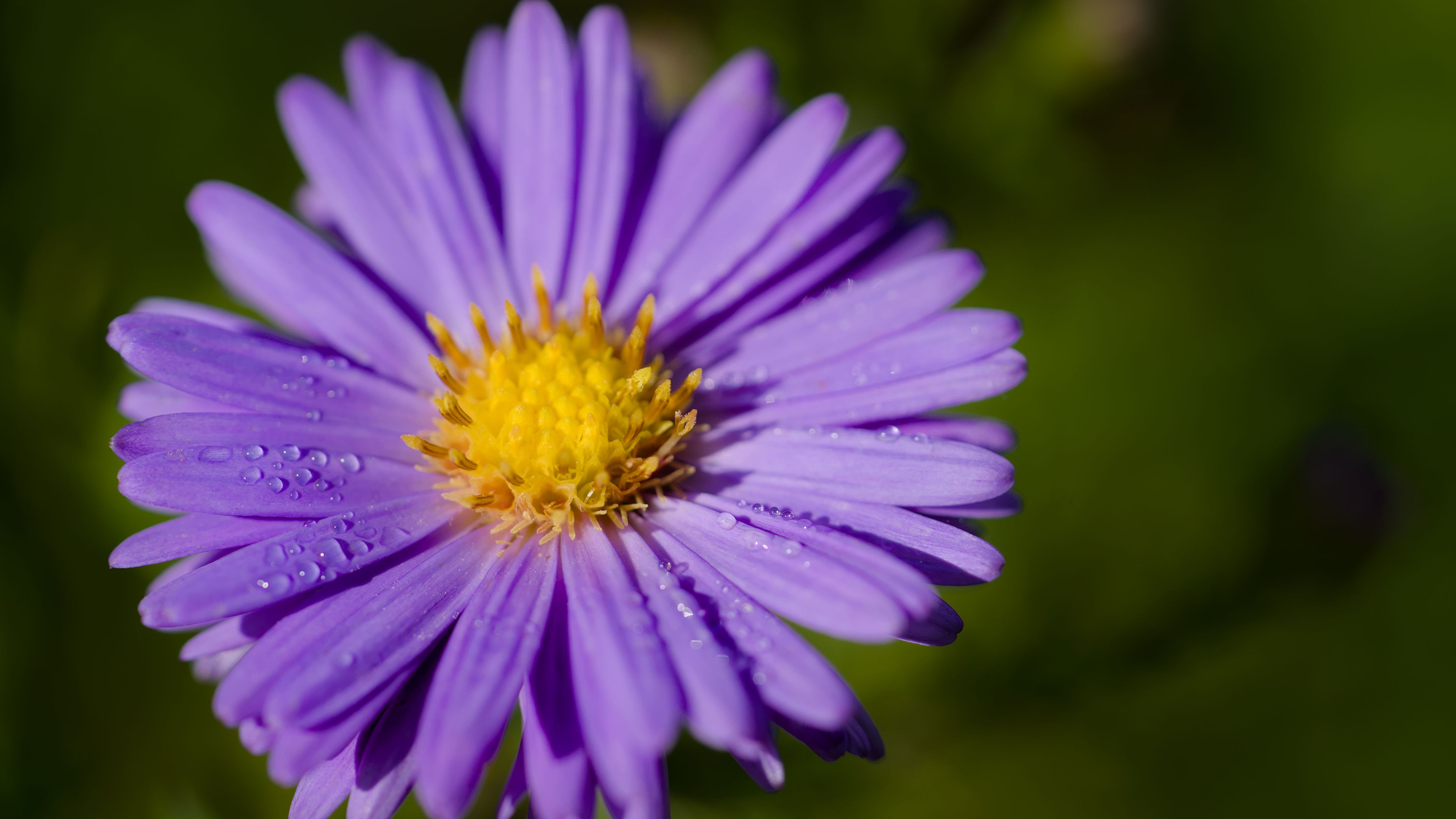 Download wallpaper 3840x2160 aster, macro, flower, petals, purple 4k uhd 16:9 hd background