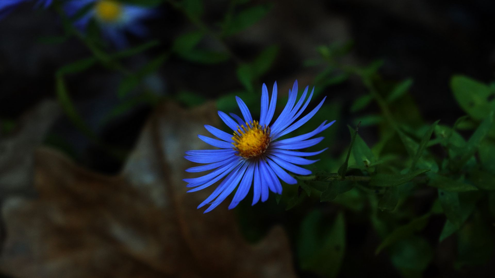 Download wallpaper 1920x1080 aster, petals, flower, blue, macro full hd ...