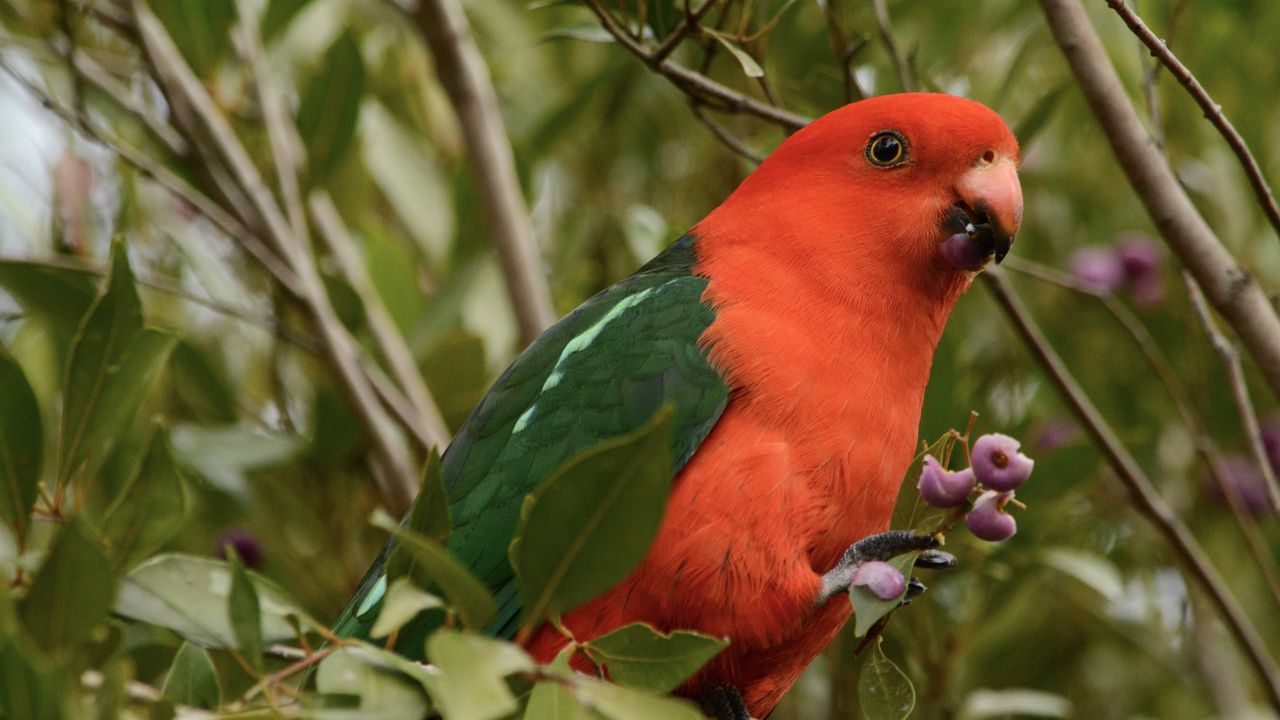 Wallpaper australian king parrot, bird, red hd, picture, image