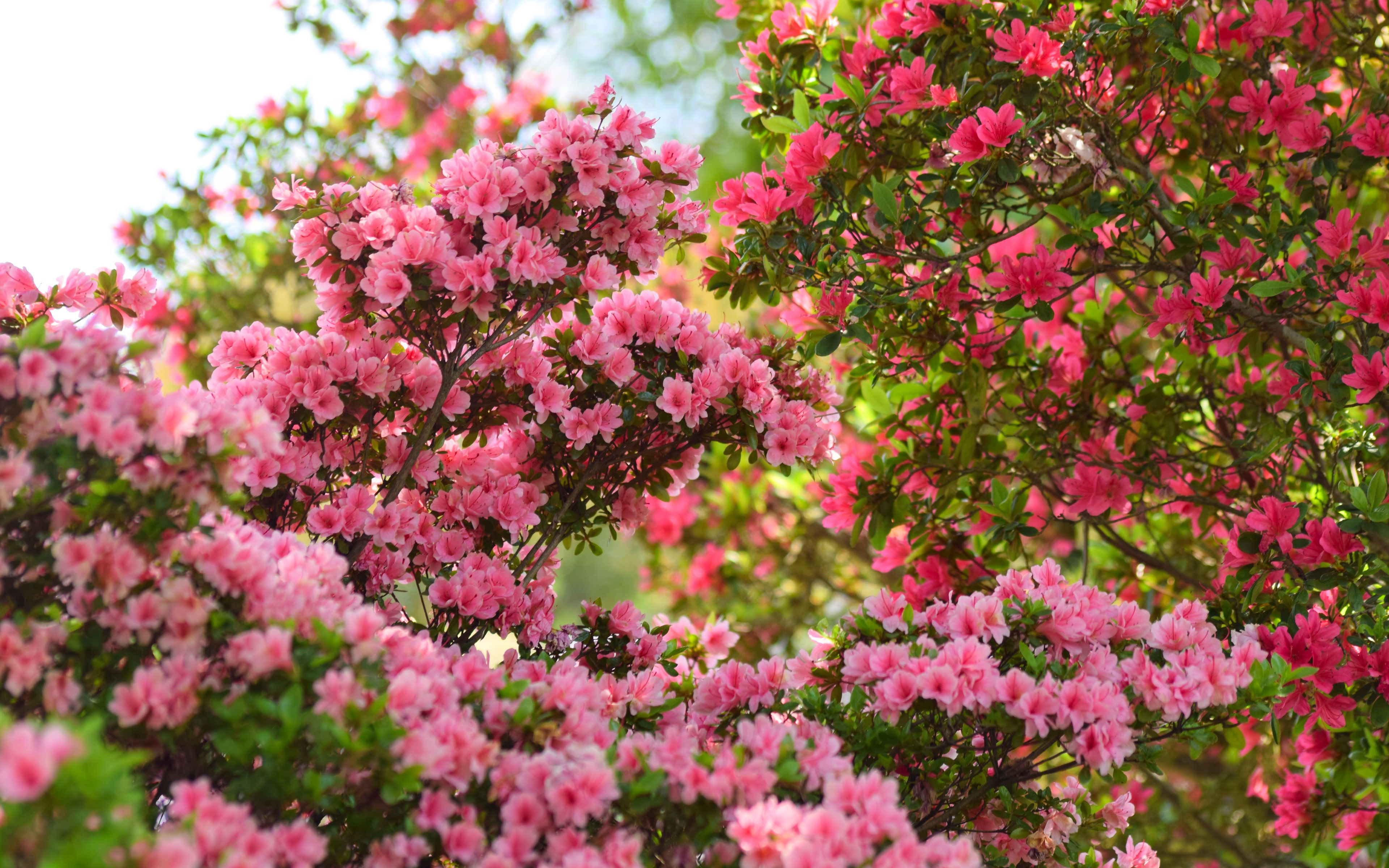 Download wallpaper 3840x2400 azalea, flowers, leaves, pink 4k ultra hd ...