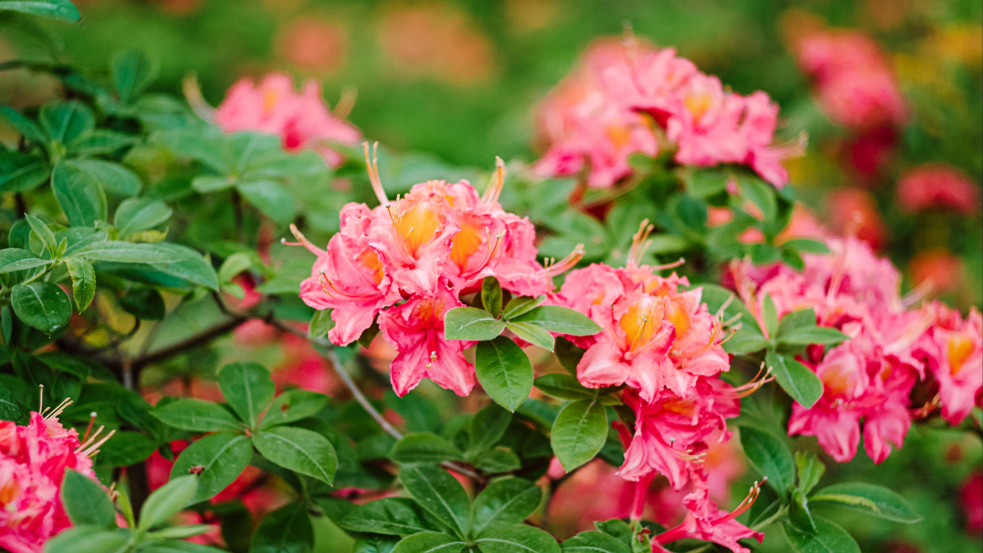 Download wallpaper 3840x2160 azalea, flowers, leaves, pink, spring 4k ...