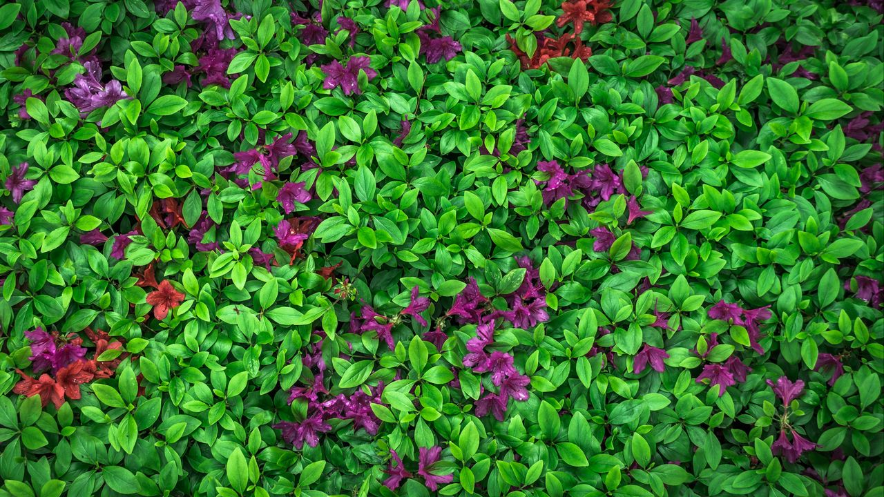 Wallpaper azalea, leaves, flowers, plant hd, picture, image