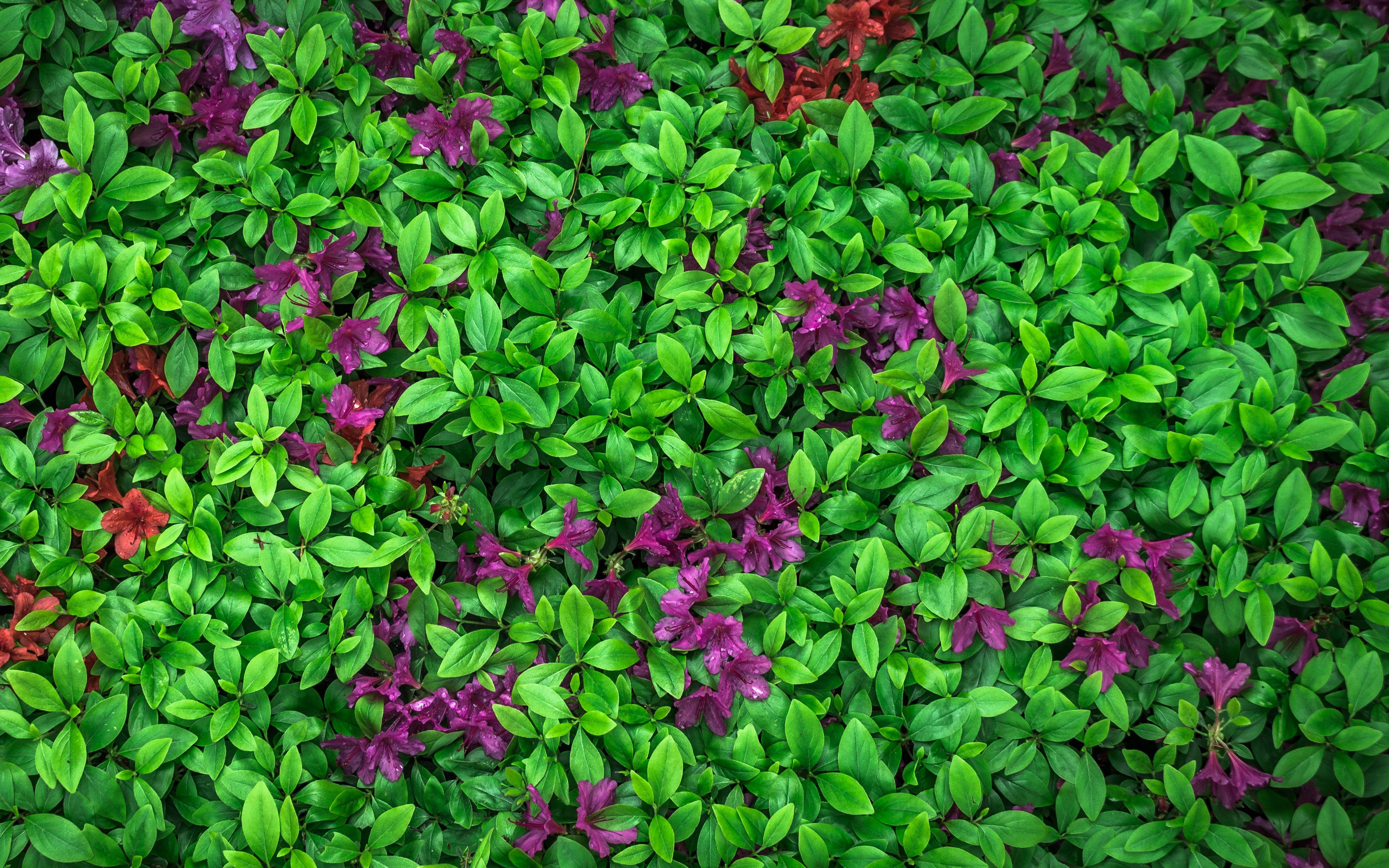 Download wallpaper 3840x2400 azalea, leaves, flowers, plant 4k ultra hd ...