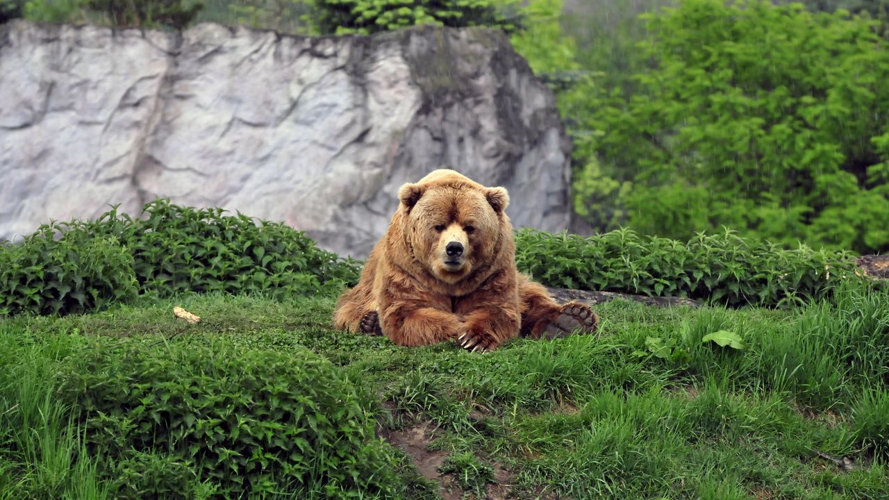 Wallpaper bear, brown, grass, funny, lie hd, picture, image
