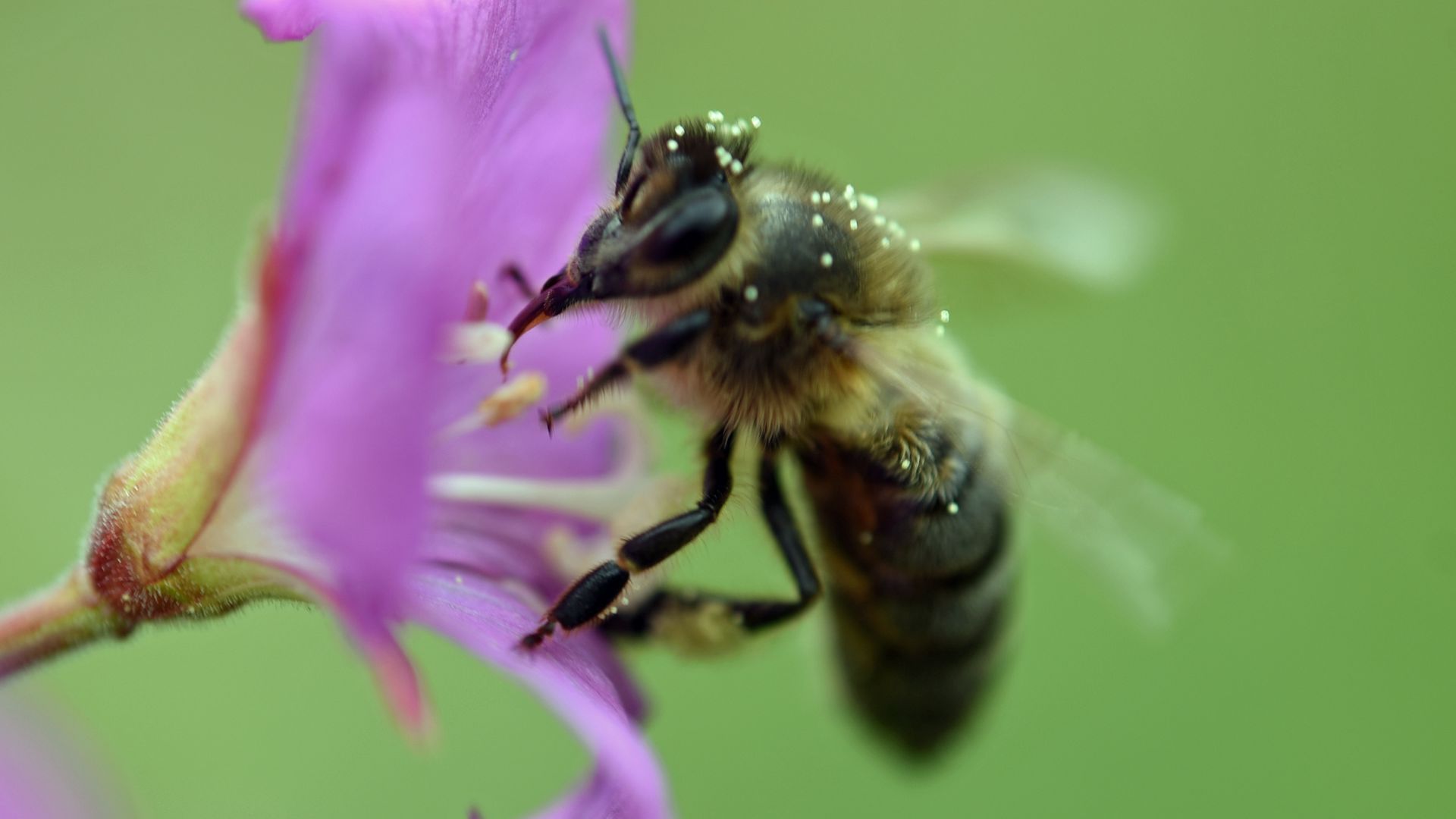 Download wallpaper 1920x1080 bee, flower, pollen, macro, blur full hd ...