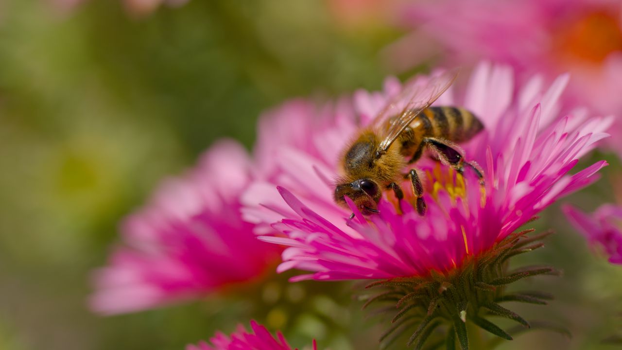 Wallpaper bee, petals, flowers, nature hd, picture, image