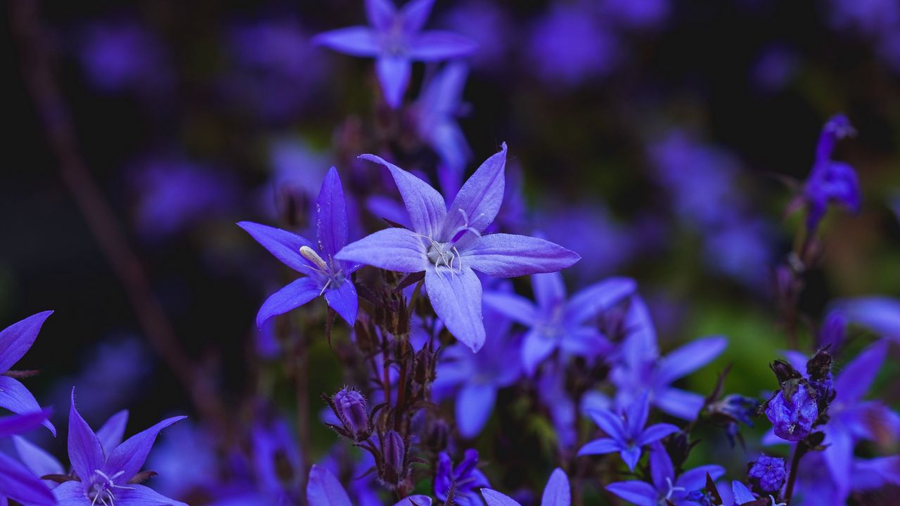 Wallpaper bell flower, flower, bloom, blue hd, picture, image