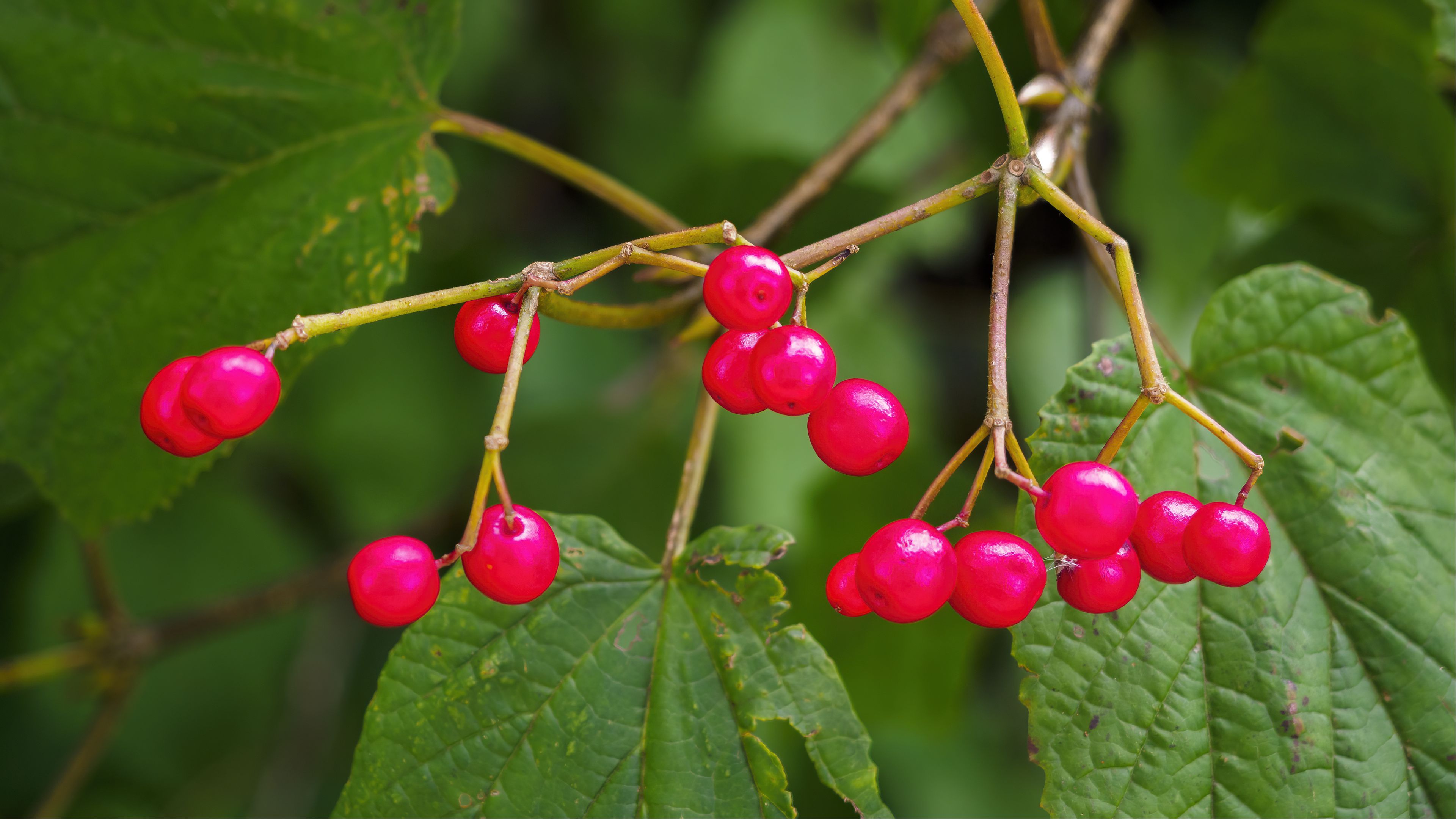 Download wallpaper 3840x2160 berries, branches, macro, leaves, bright ...
