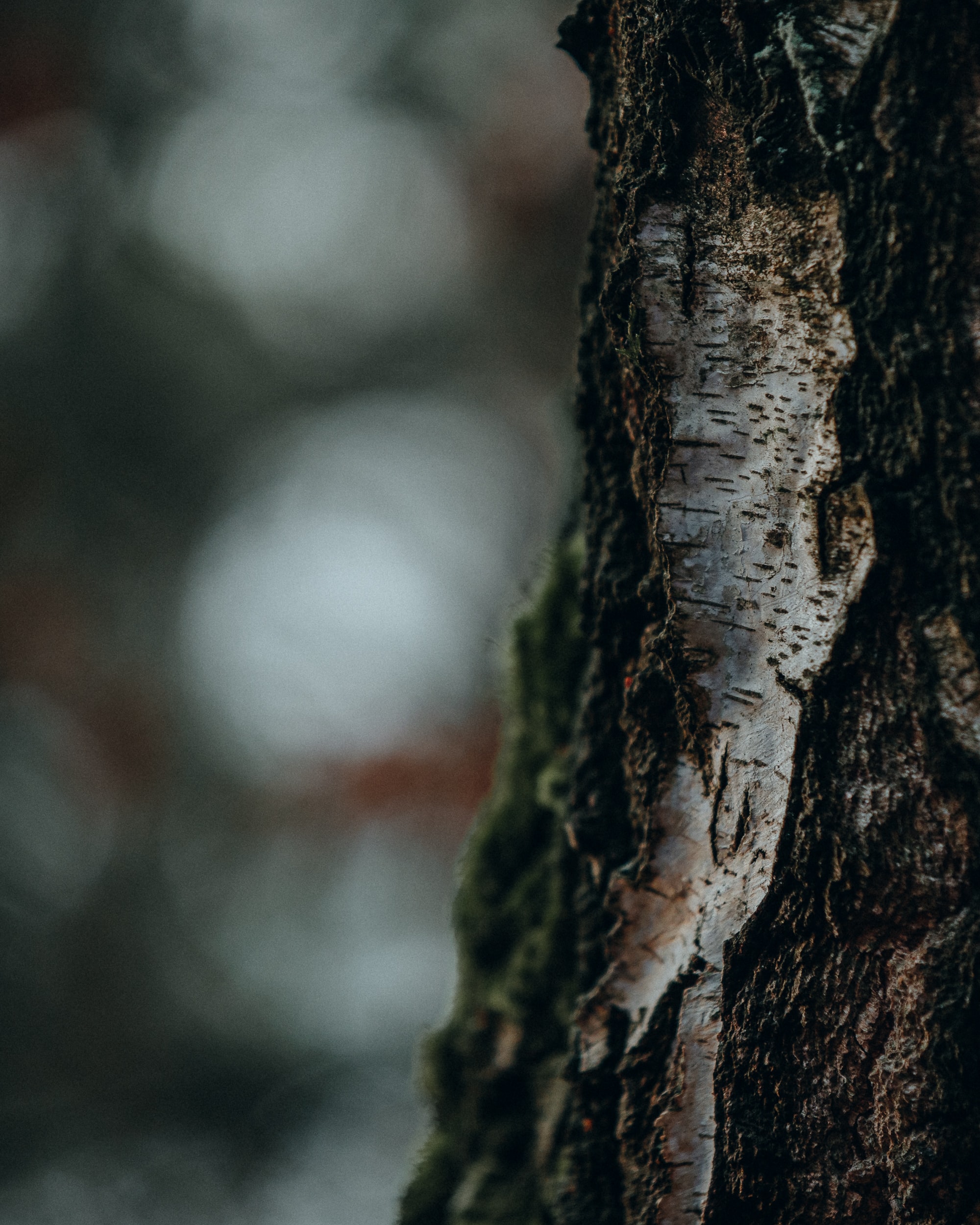 Download wallpaper 2000x2500 birch, tree, bark, macro hd background