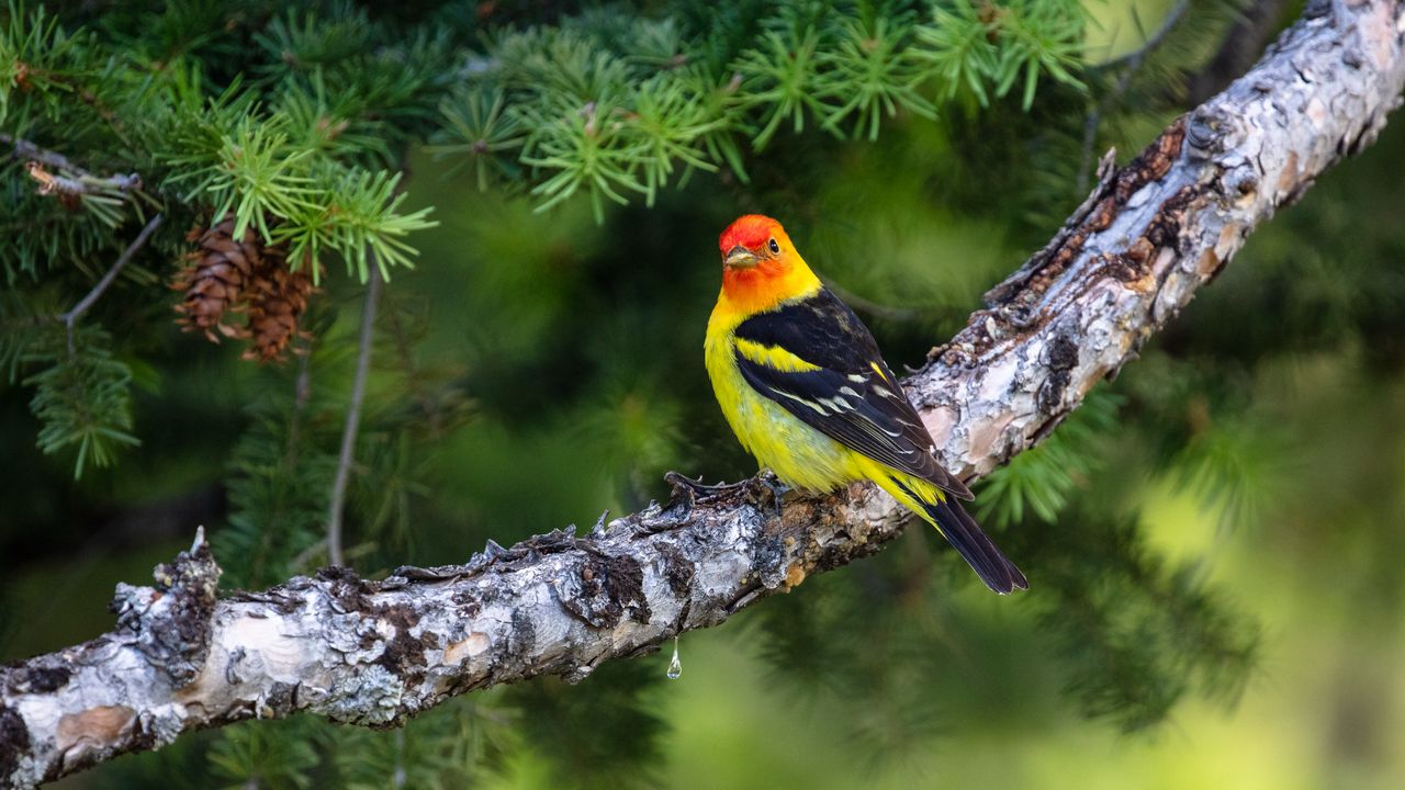 Wallpaper bird, colorful, branch, feathers hd, picture, image