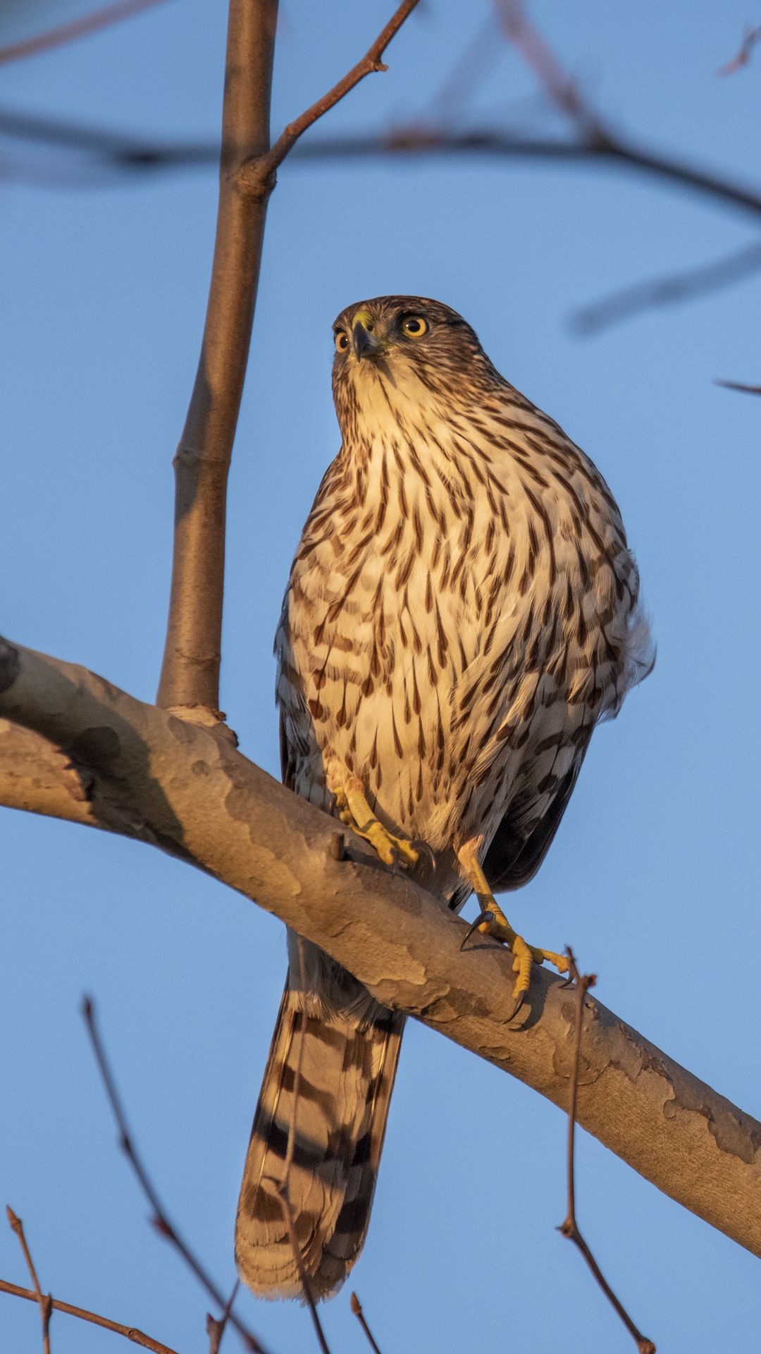 Download wallpaper 1080x1920 bird, falcon, feathers samsung galaxy s4 ...