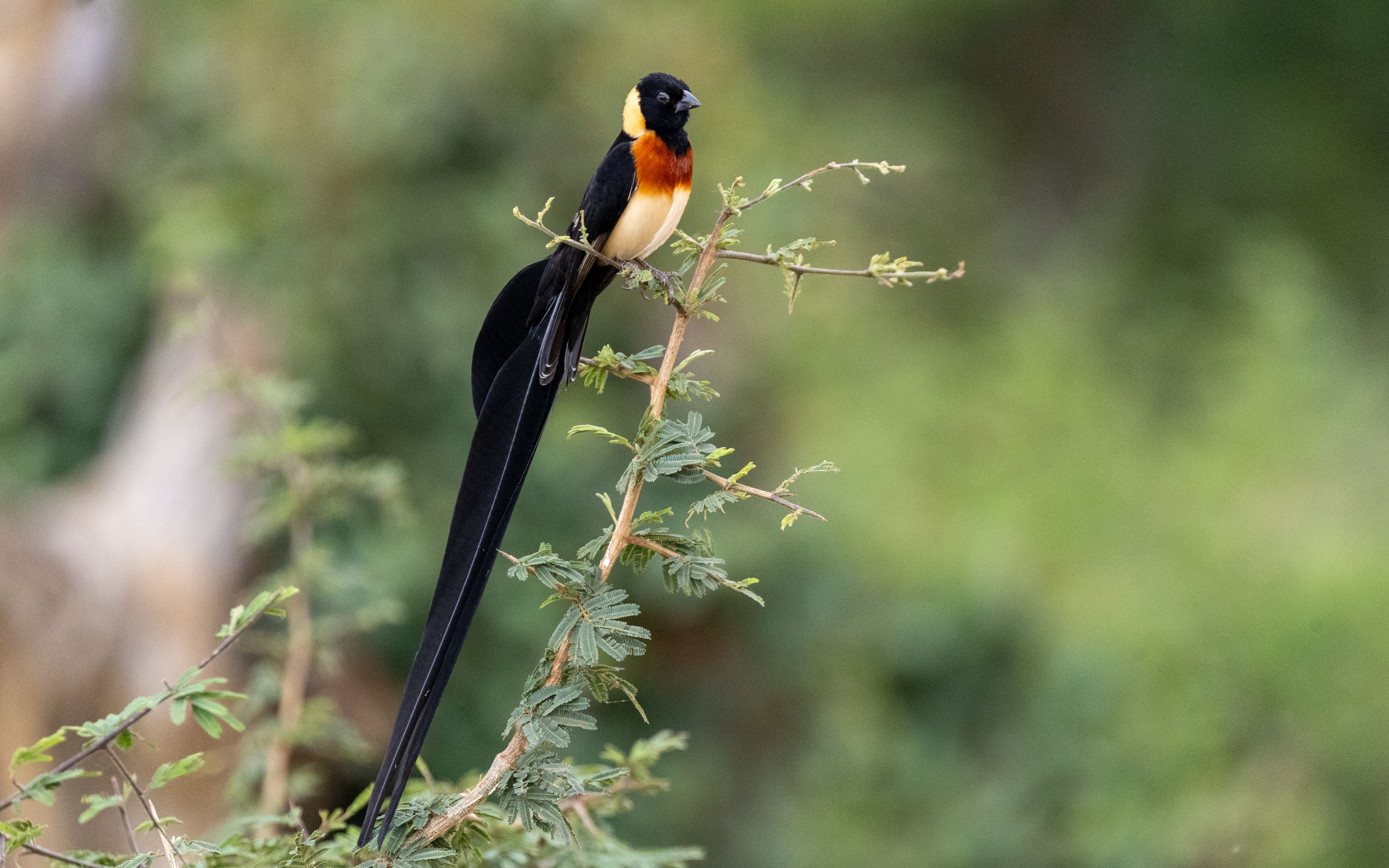 Download wallpaper 3840x2400 bird, feathers, tail, branch, nature ...