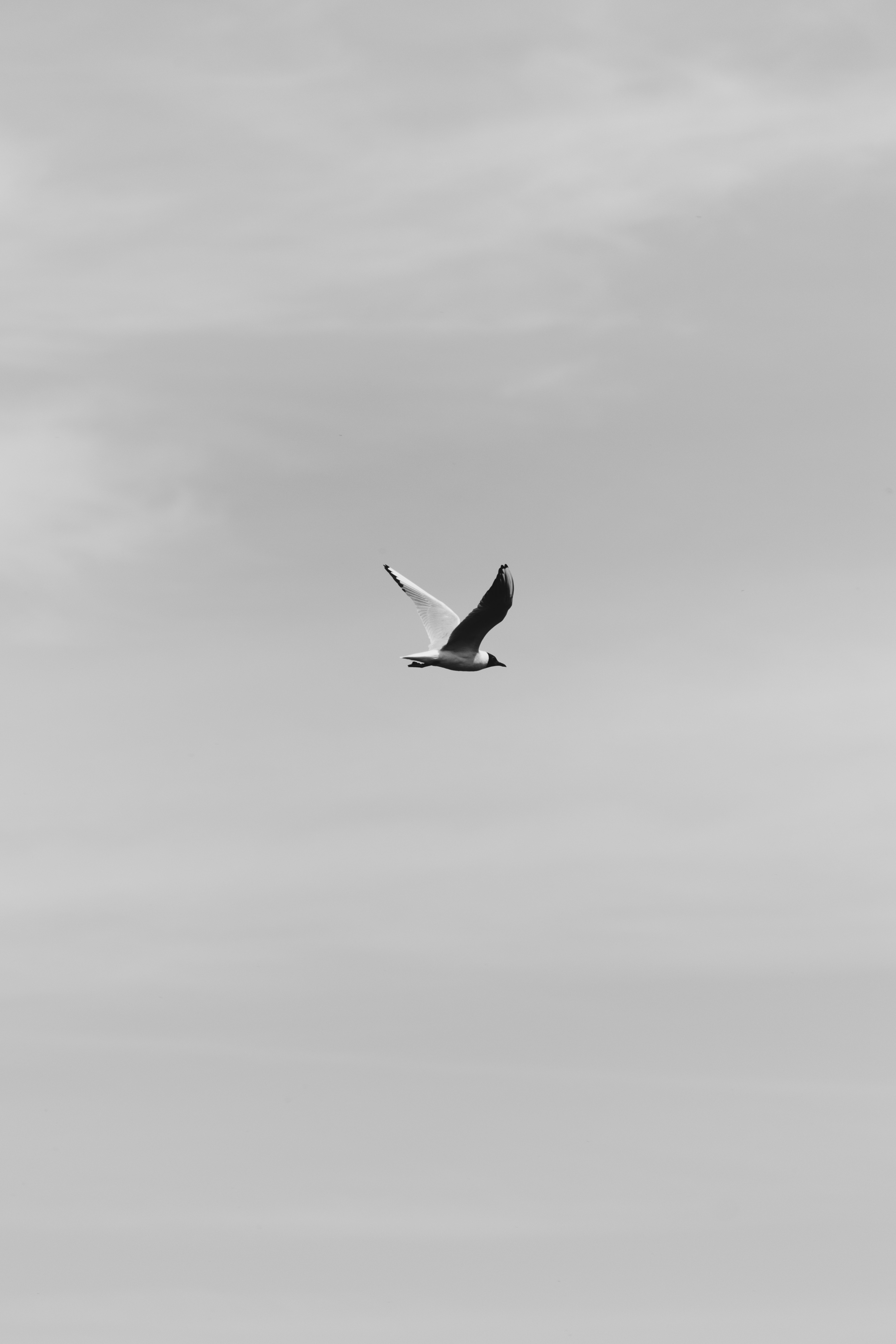 Download wallpaper 3501x5251 bird, flight, bw, sky hd background