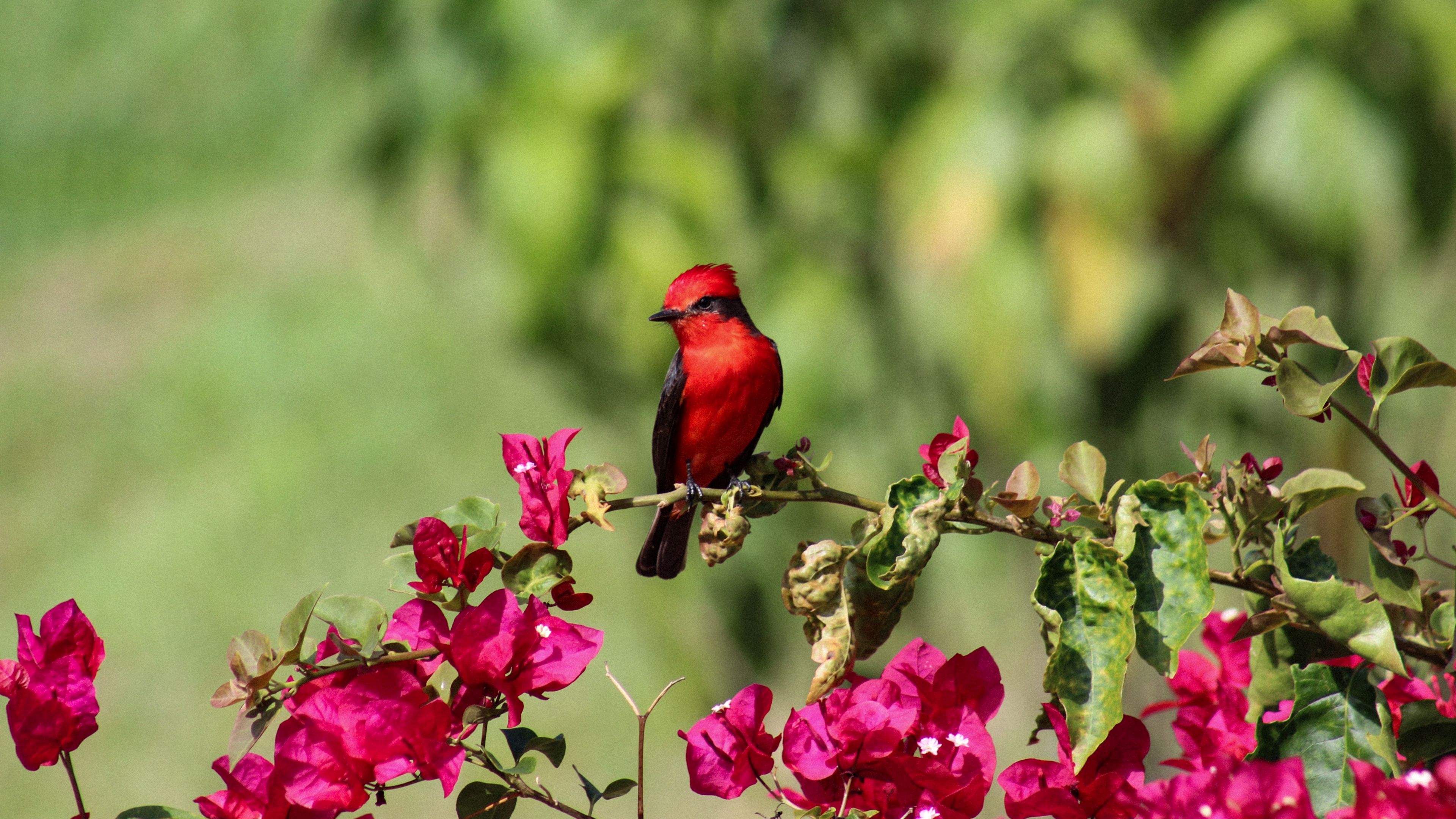 Download wallpaper 3840x2160 bird, northern cardinal, red, flowers 4k ...