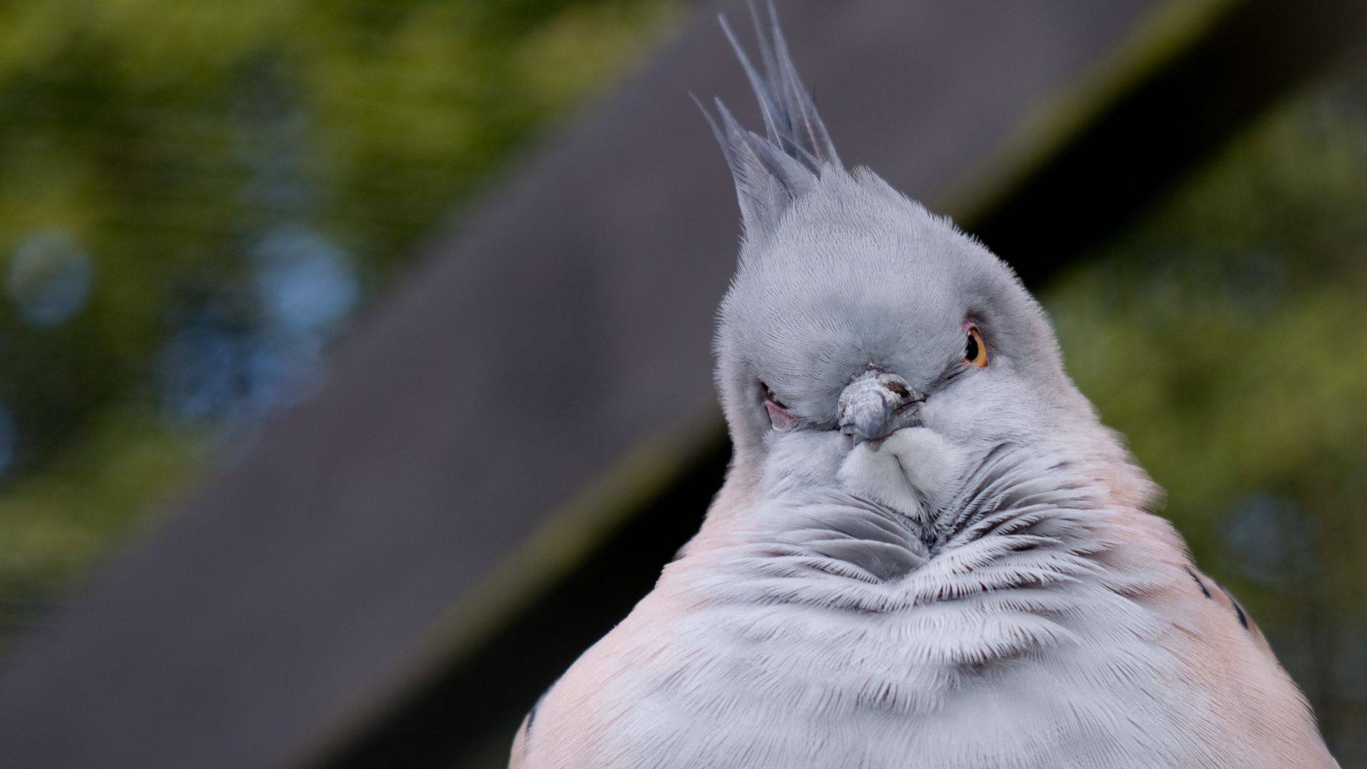 Download wallpaper 1920x1080 bird, serious, pose full hd, hdtv, fhd ...