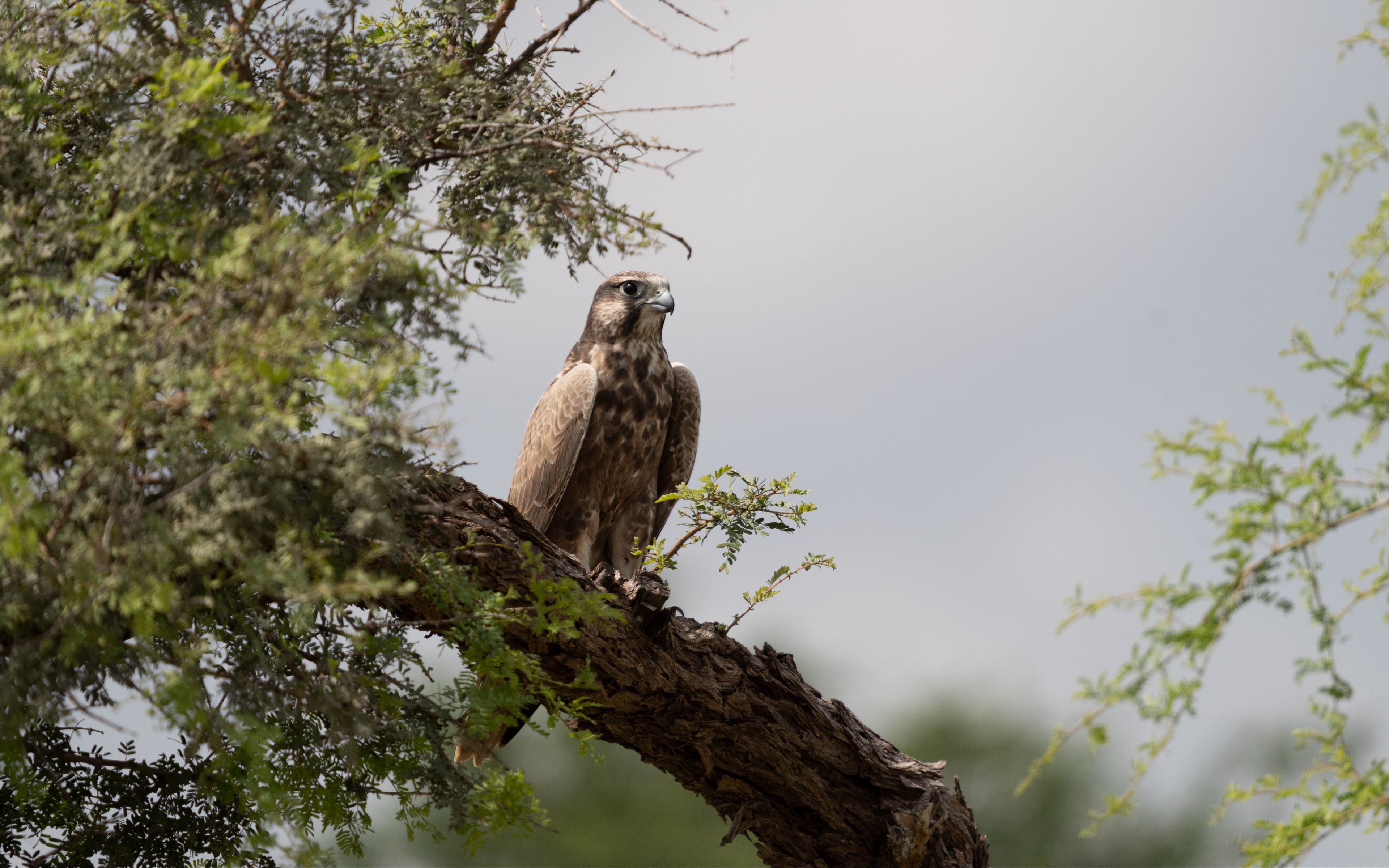 Download wallpaper 3840x2400 falcon, bird, watching, tree, wildlife 4k ...