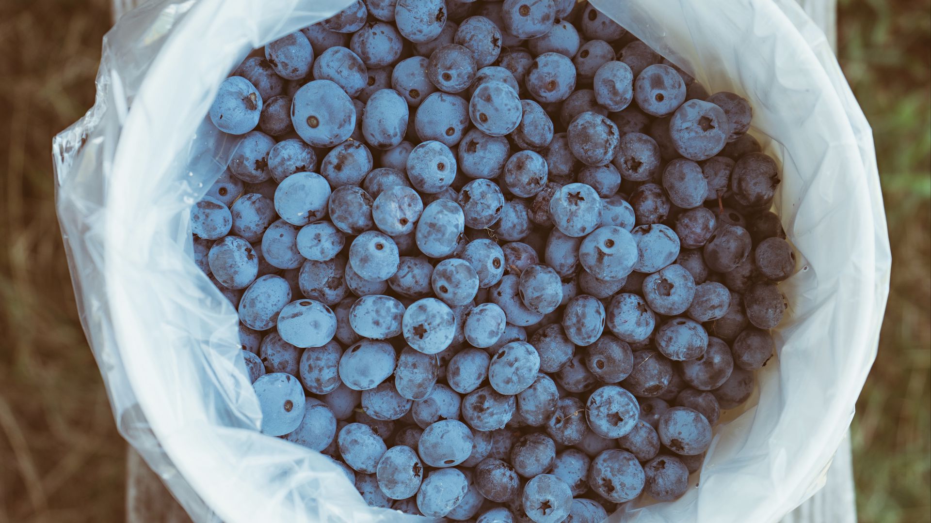 Download wallpaper 1920x1080 blueberry, berries, package full hd, hdtv ...