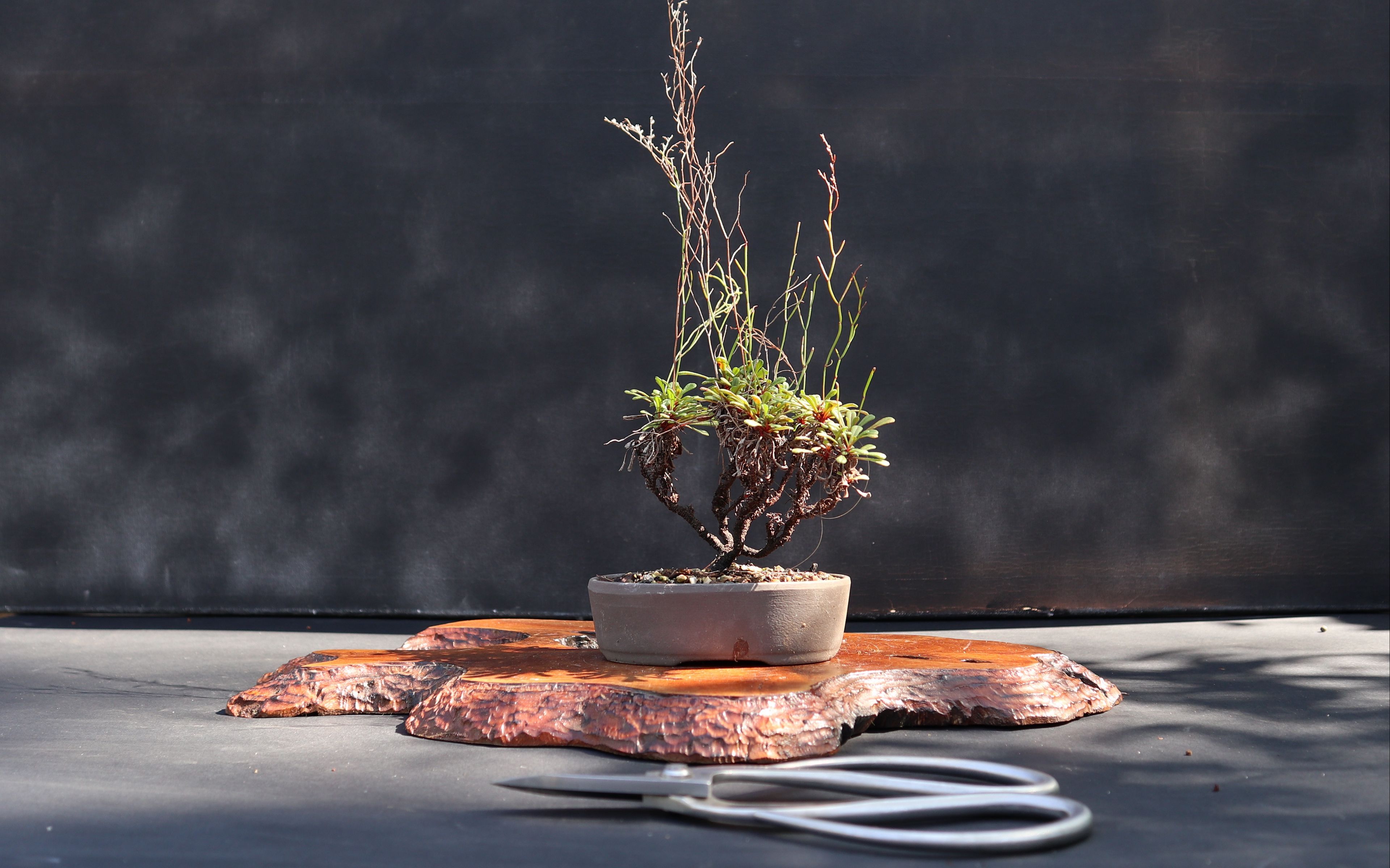 Download wallpaper 3840x2400 bonsai, tree, floristry 4k ultra hd 16:10 ...