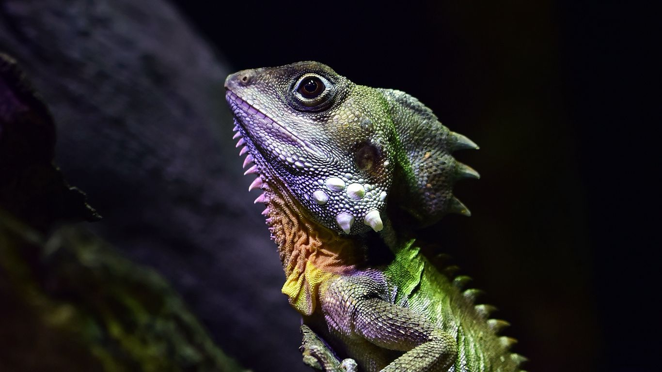 Download wallpaper 1366x768 boyds forest dragon, lizard, reptile tablet ...
