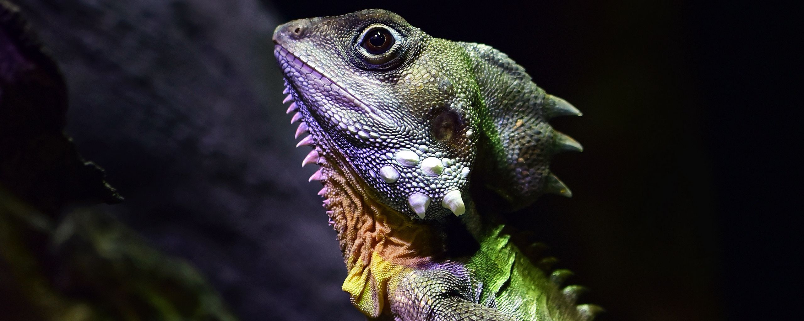 Download wallpaper 2560x1024 boyds forest dragon, lizard, reptile ...