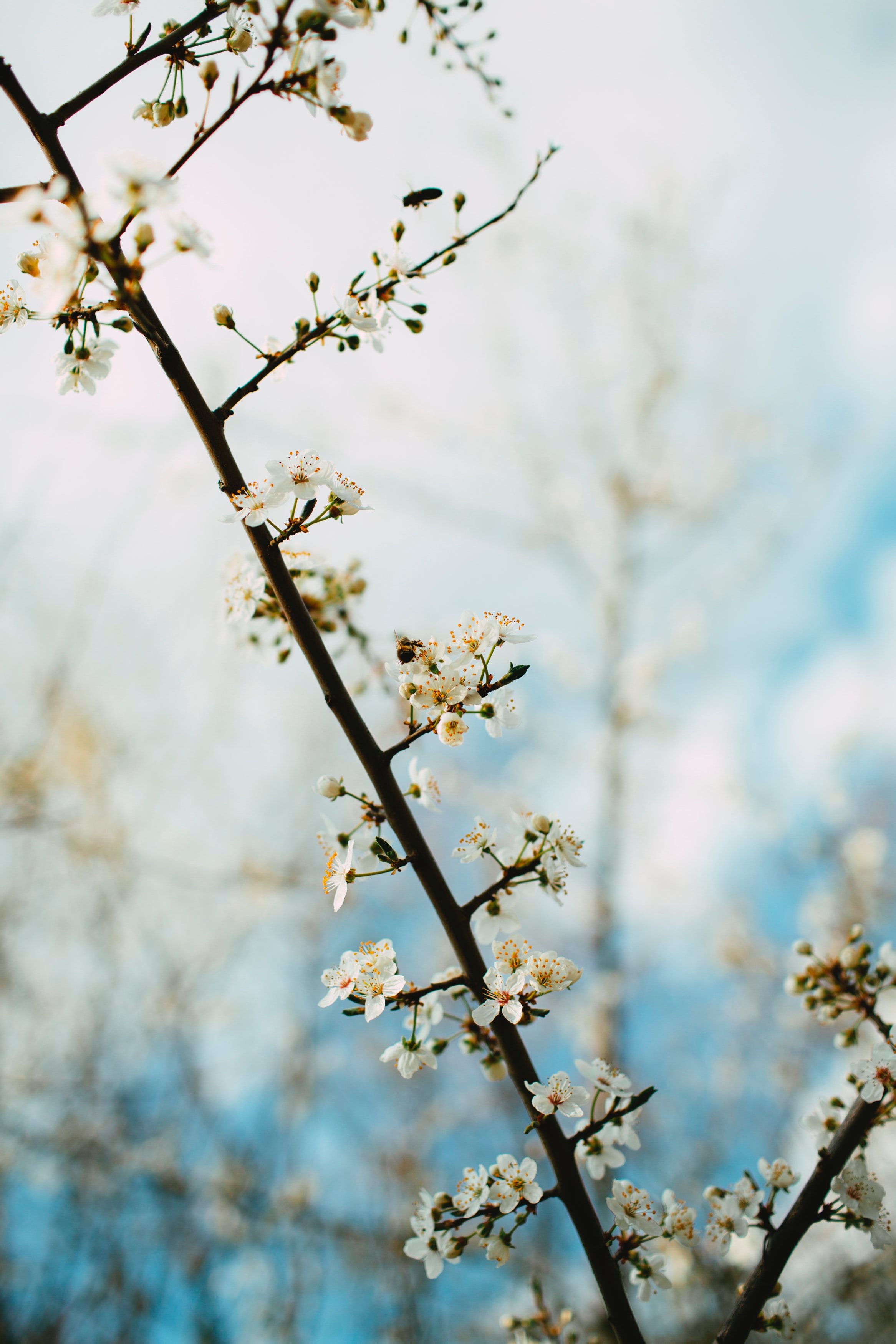 Download wallpaper 2333x3500 branch, bloom, flowers, gardens, focus hd ...